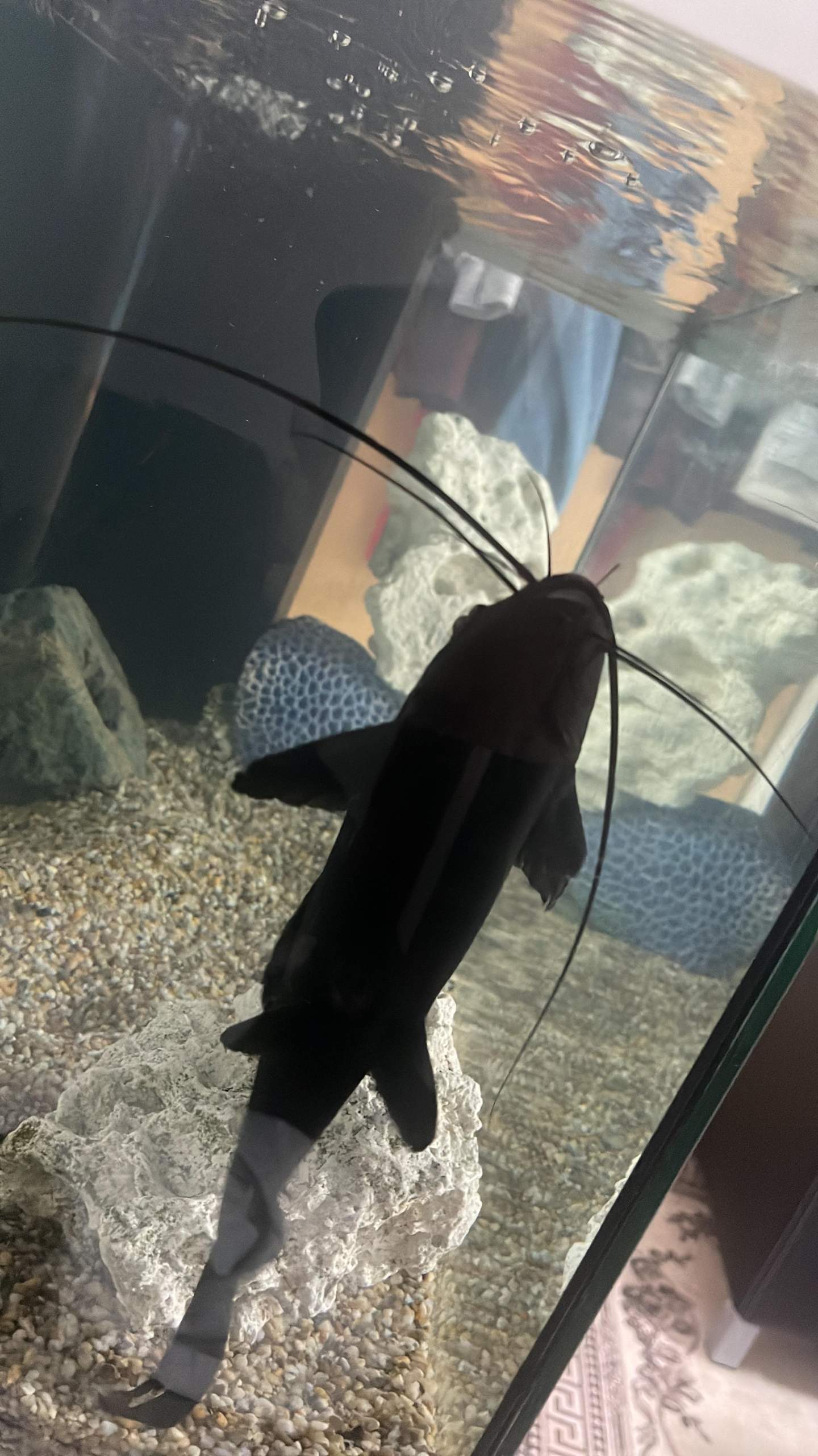 Wie heißt der Fisch? (Aquarium, Aquariumfische, Welse)