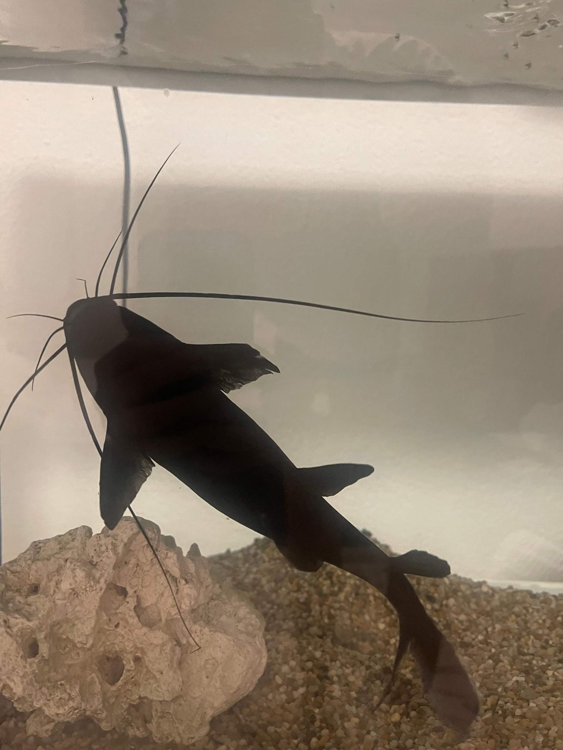 Wie heißt der Fisch? (Aquarium, Aquariumfische, Welse)