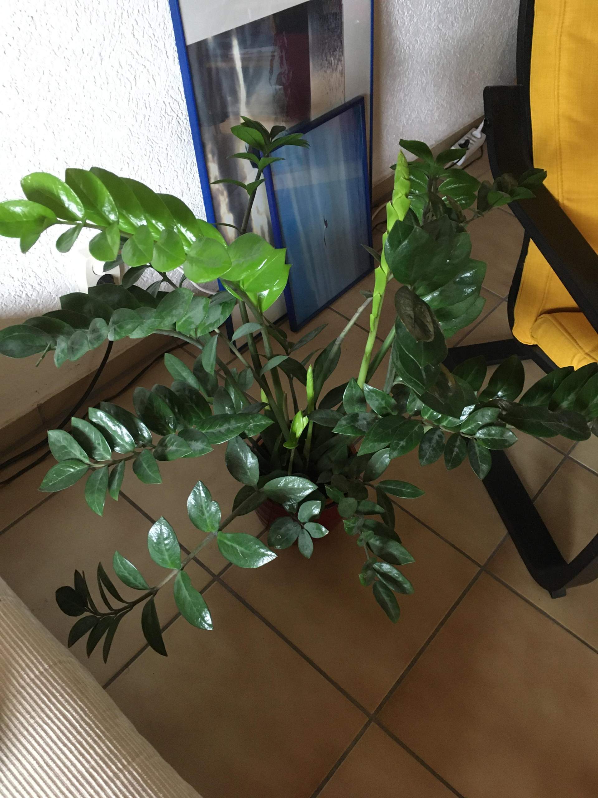Wie heißt diese Pflanze (siehe Foto) und was sollten wir bei der Pflege ...