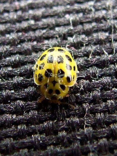 Wie heißt dieser gelbe Käfer mit scharzen Punkten, der etwa halb so ...