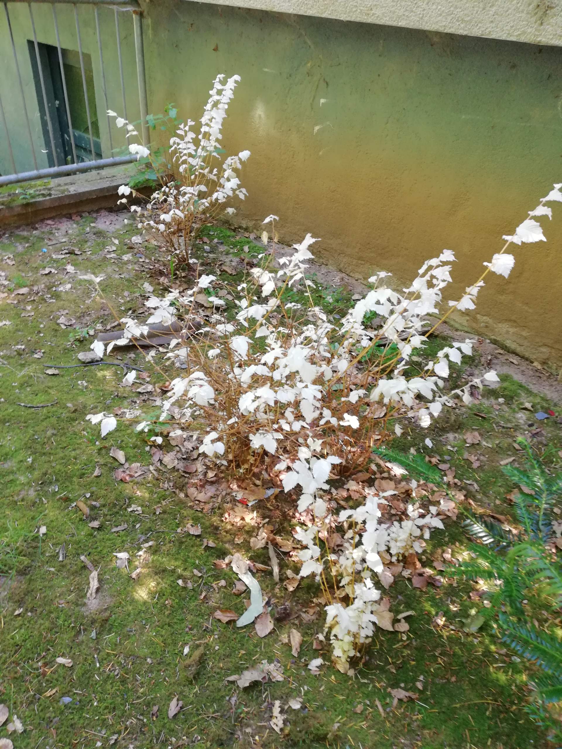 Wie kann es sein, dass ein Busch/Baum mit weißen blättern wächst statt ...