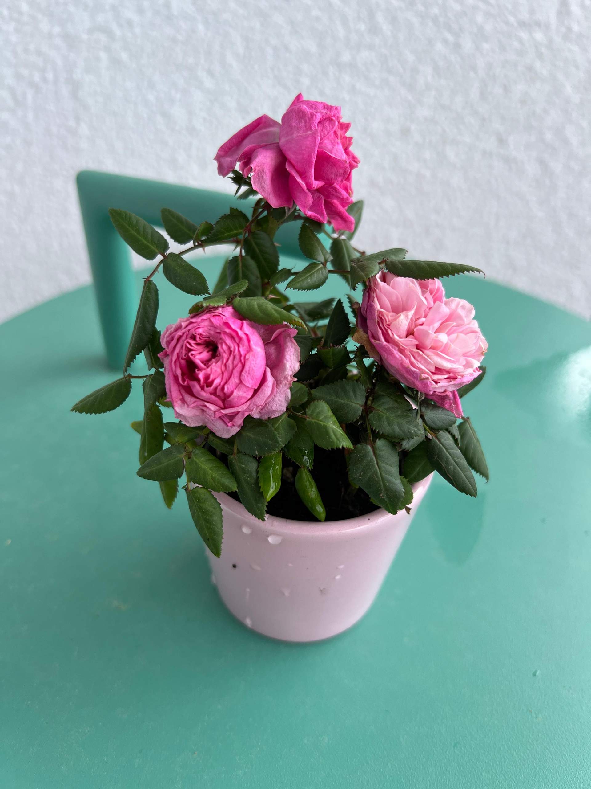 Wie kann ich diese Rose retten? (Wasser, Erde, Blumen)