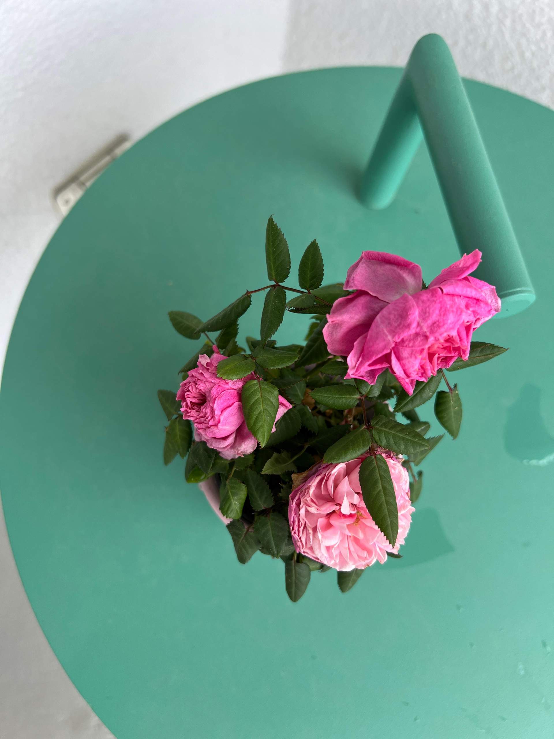 Wie kann ich diese Rose retten? (Wasser, Erde, Blumen)