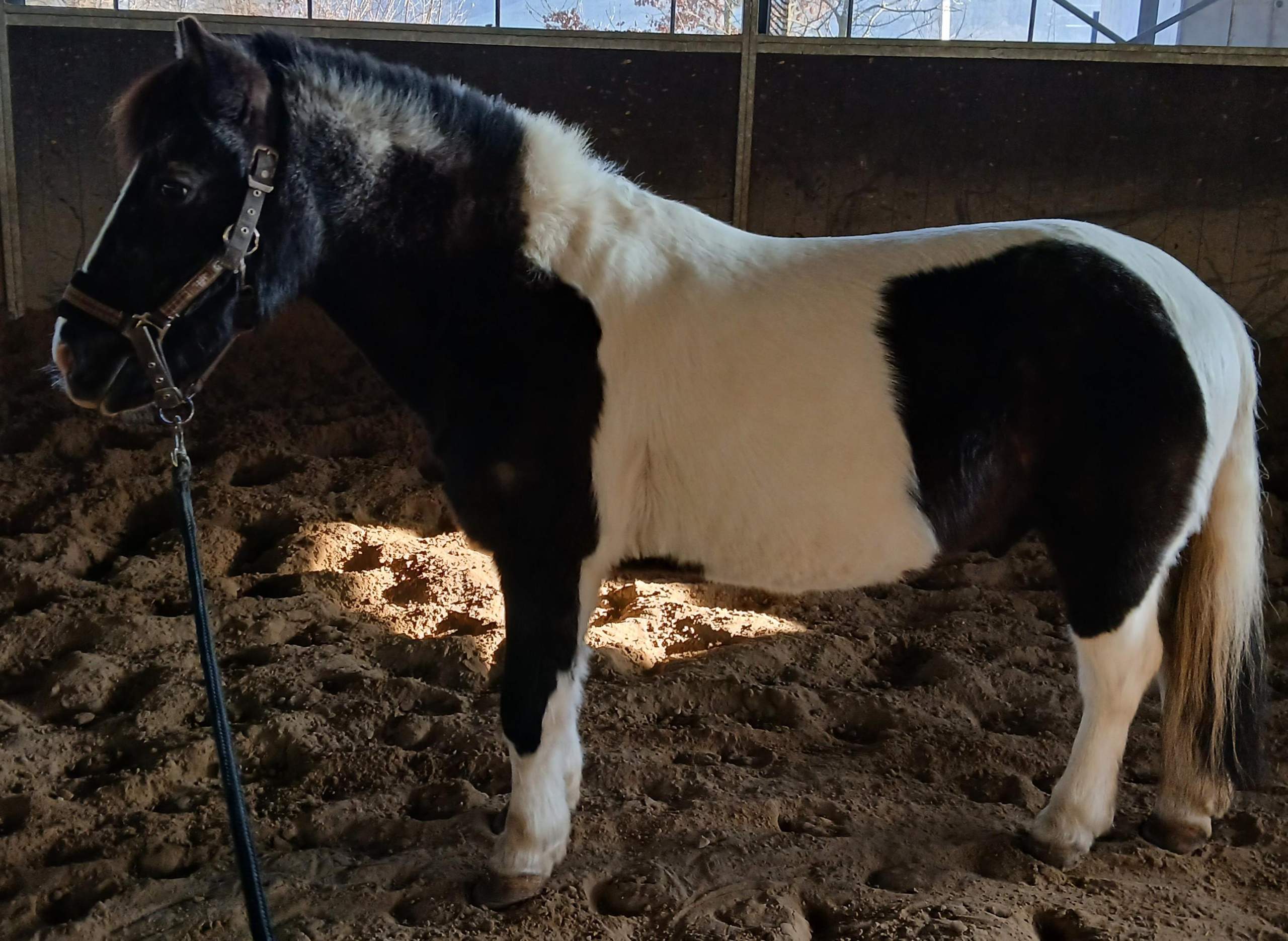 Wie kommt das Pony bei euch rüber? (Tiere, Pferd, Stall)