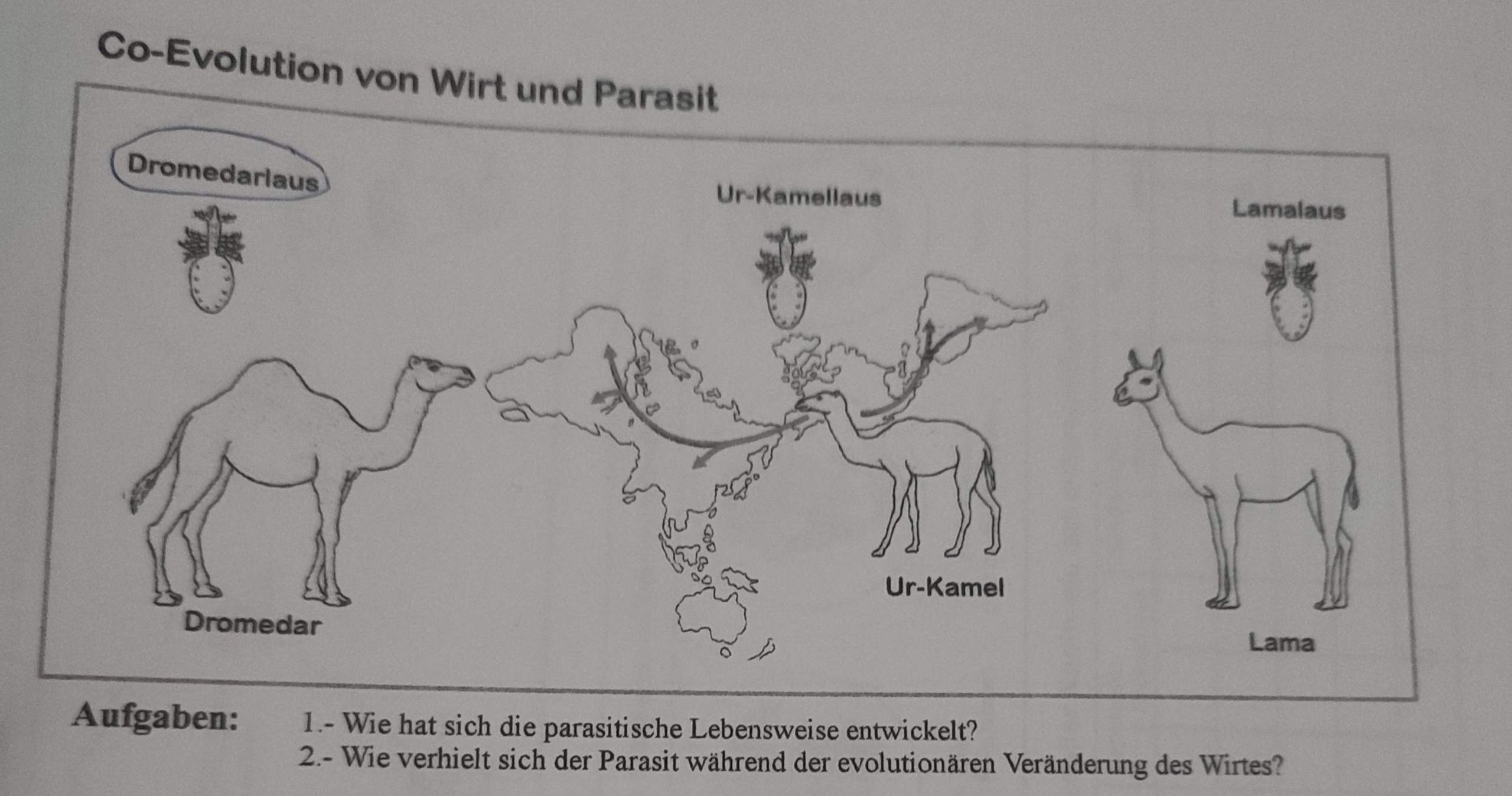 Wie lässt sich die Evolution der Laus erklären (A1-Aufgabe 2 ...