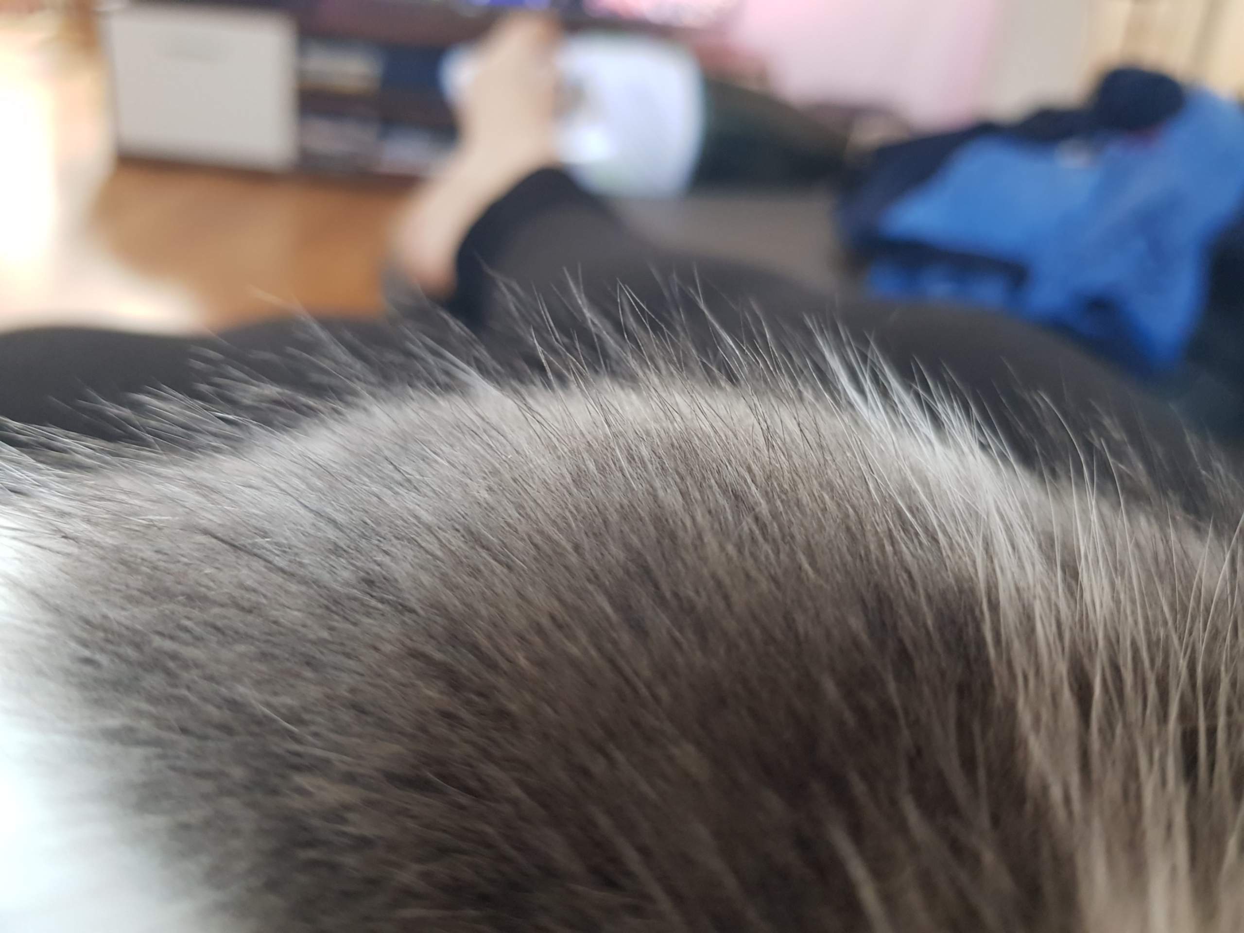 Wie lang wird das Fell meiner Katzen? (Katze, Kater, Rasse)