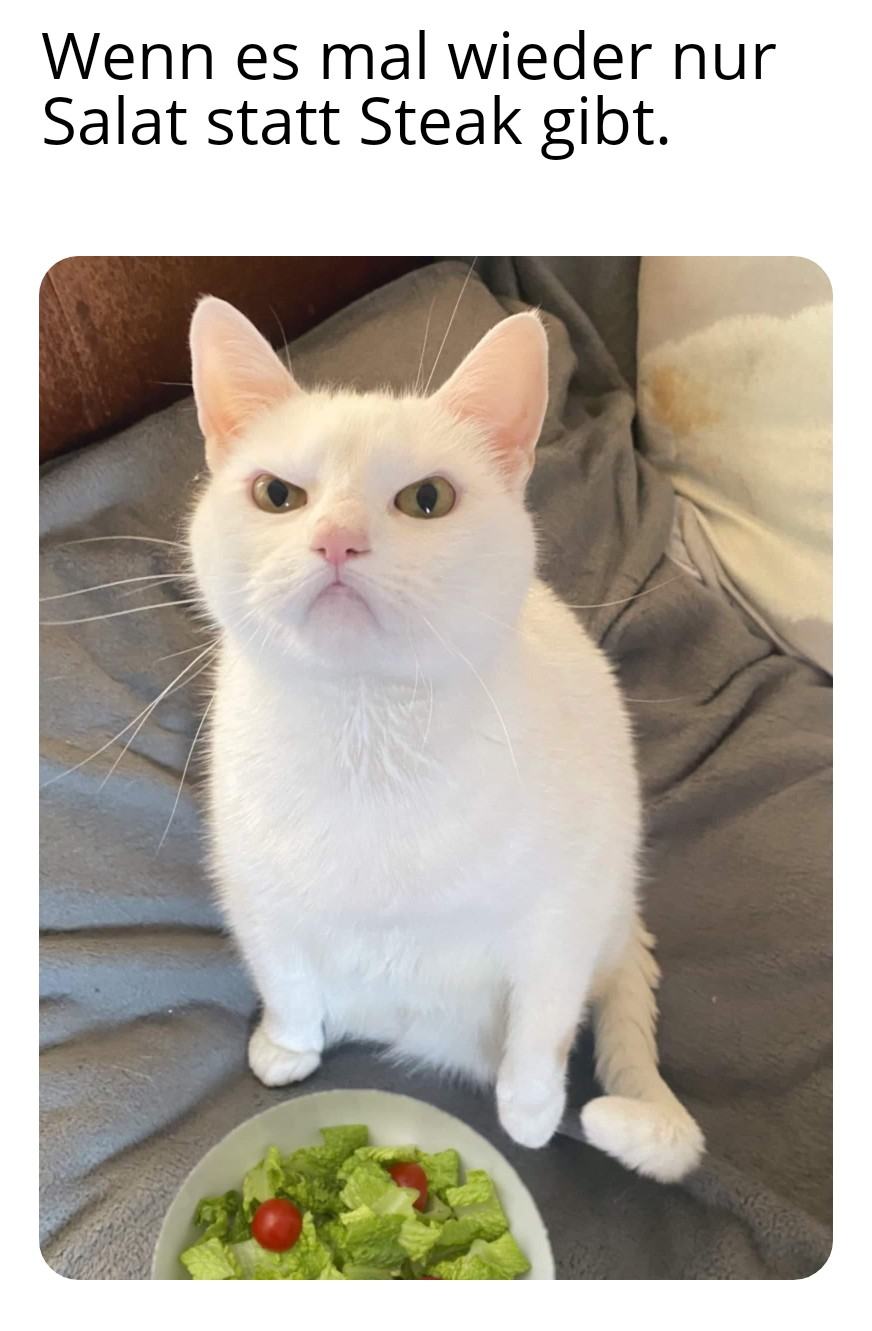 Wie lustig findet ihr diese Katzenmemes? (Internet, Bilder, Katze)