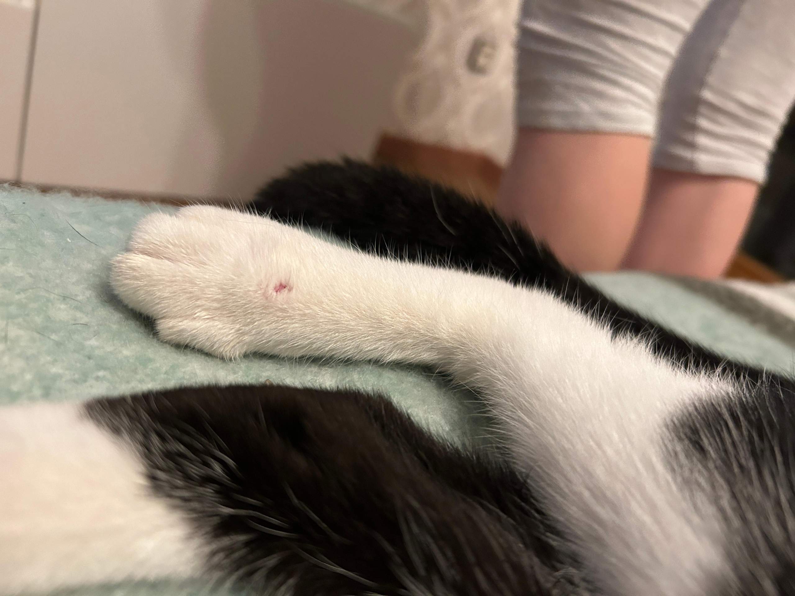 Katze Fuss Verstaucht