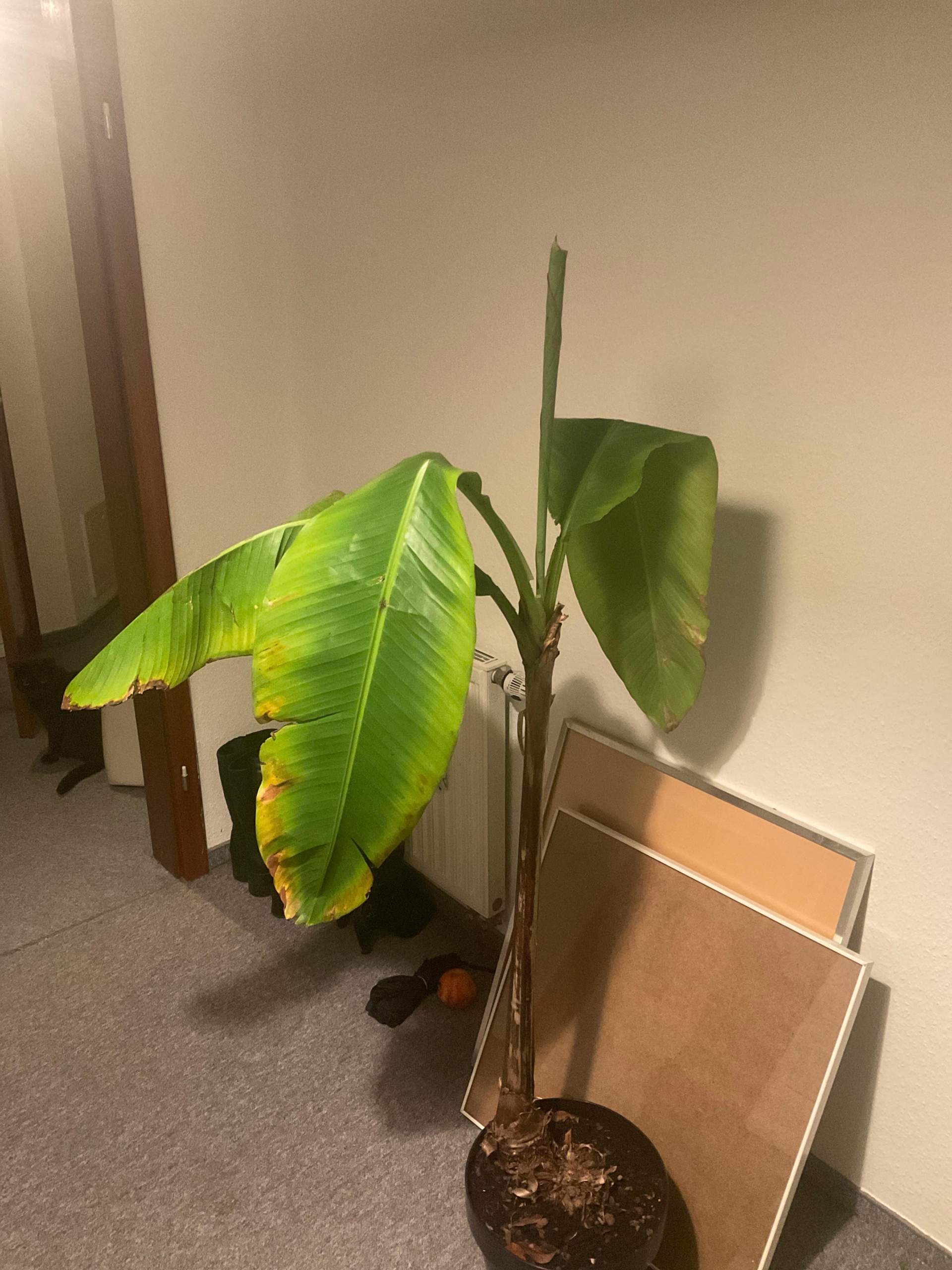 Wie rette ich noch meinen Bananenbaum? (Pflanzenpflege, Zimmerpflanzen ...