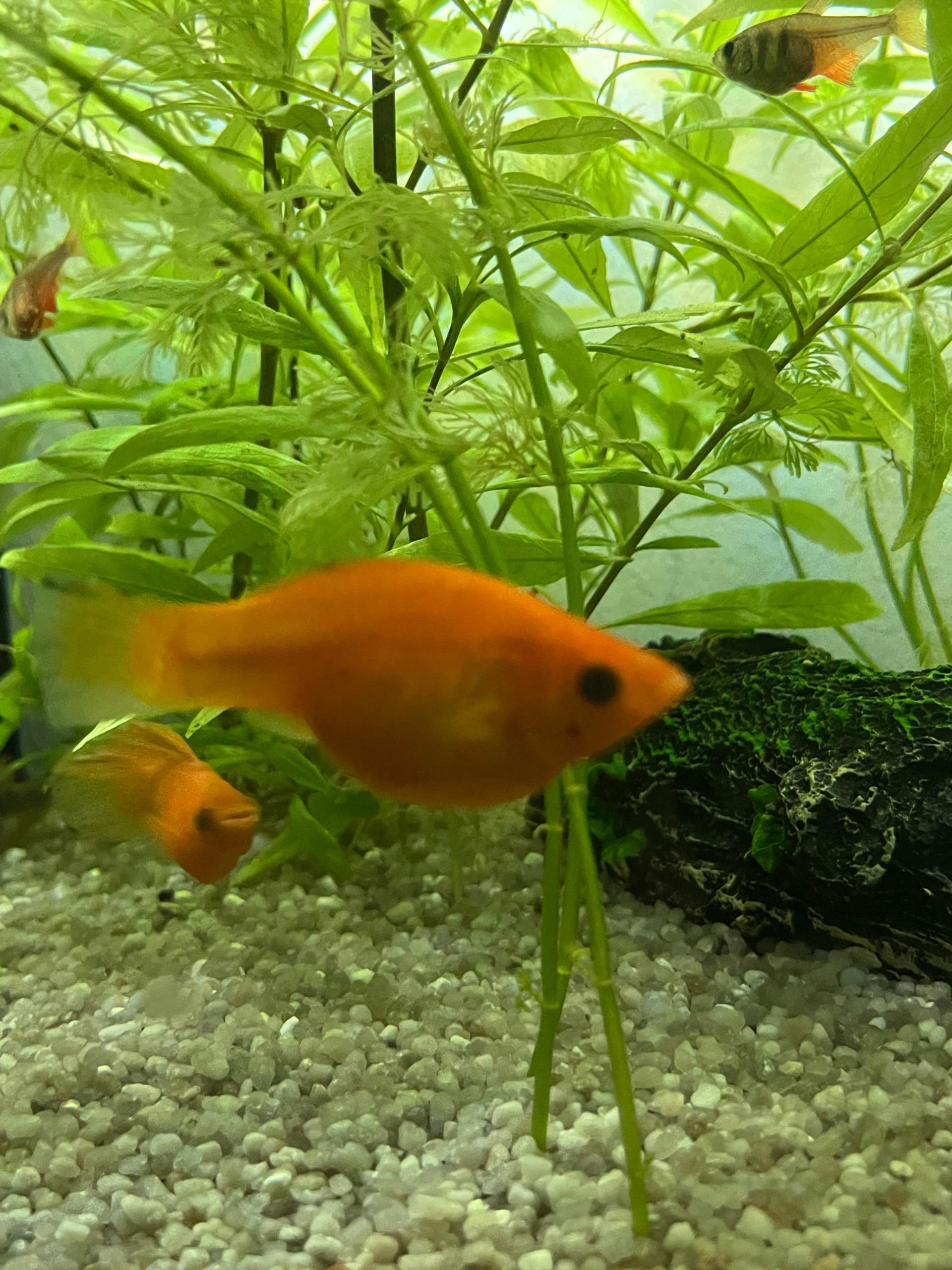 Wie schwanger ist mein Molly Fisch? (Aquarium, Tierhaltung, Aquariumfische)