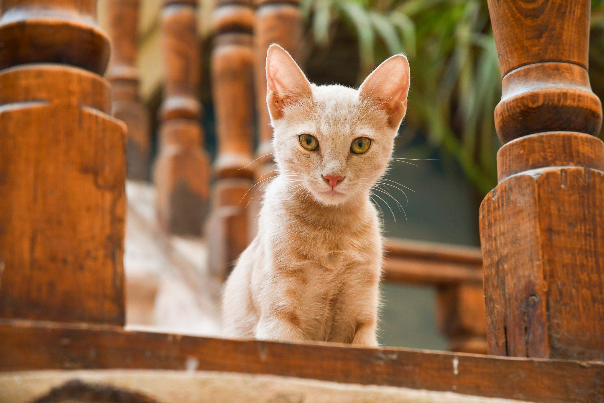 Wie transportiere ich ein Katze von Ägypten nach Deutschland ...