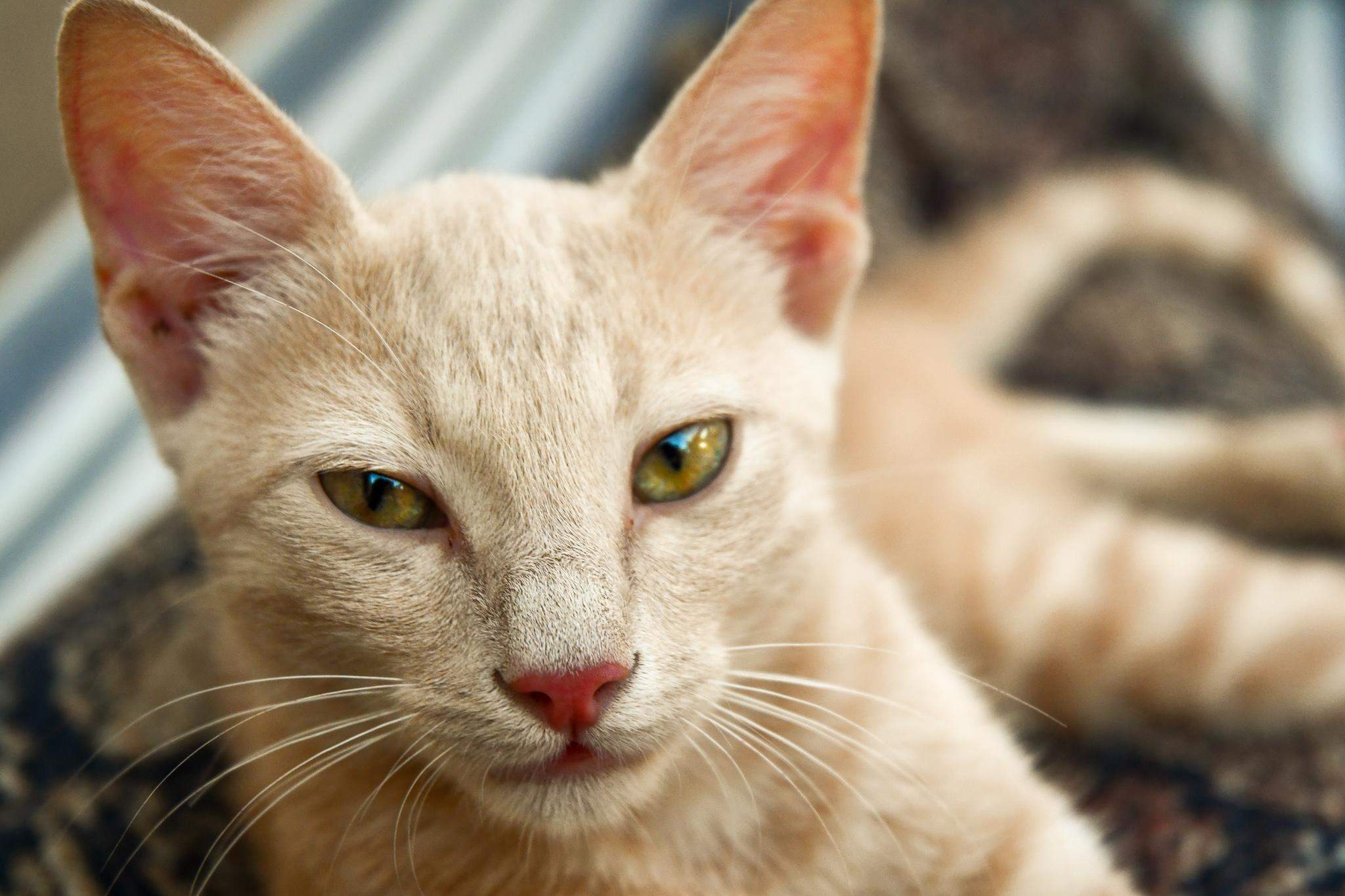 Wie transportiere ich ein Katze von Ägypten nach Deutschland ...