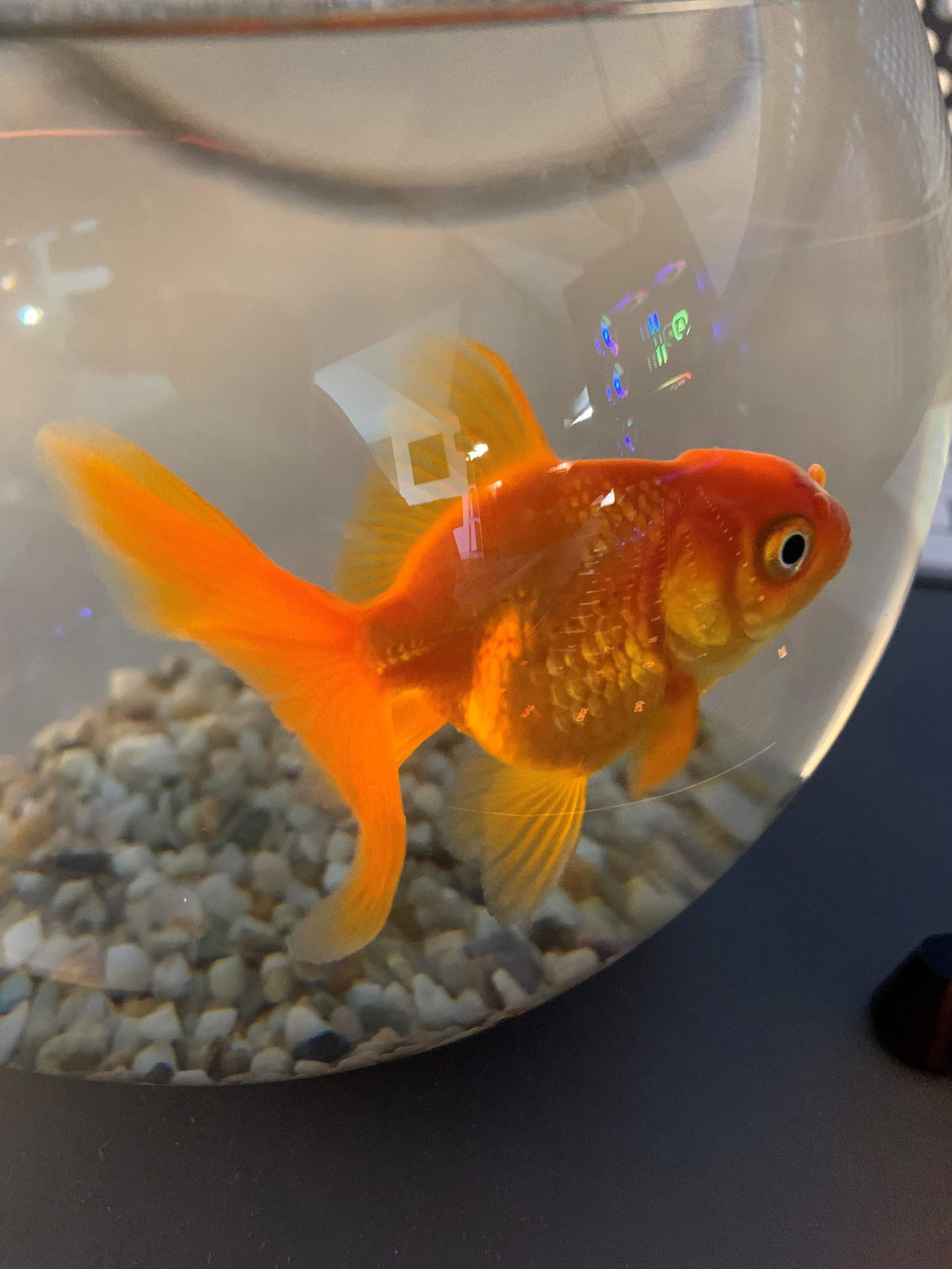 Wie Viel Kostet Ein Goldfisch