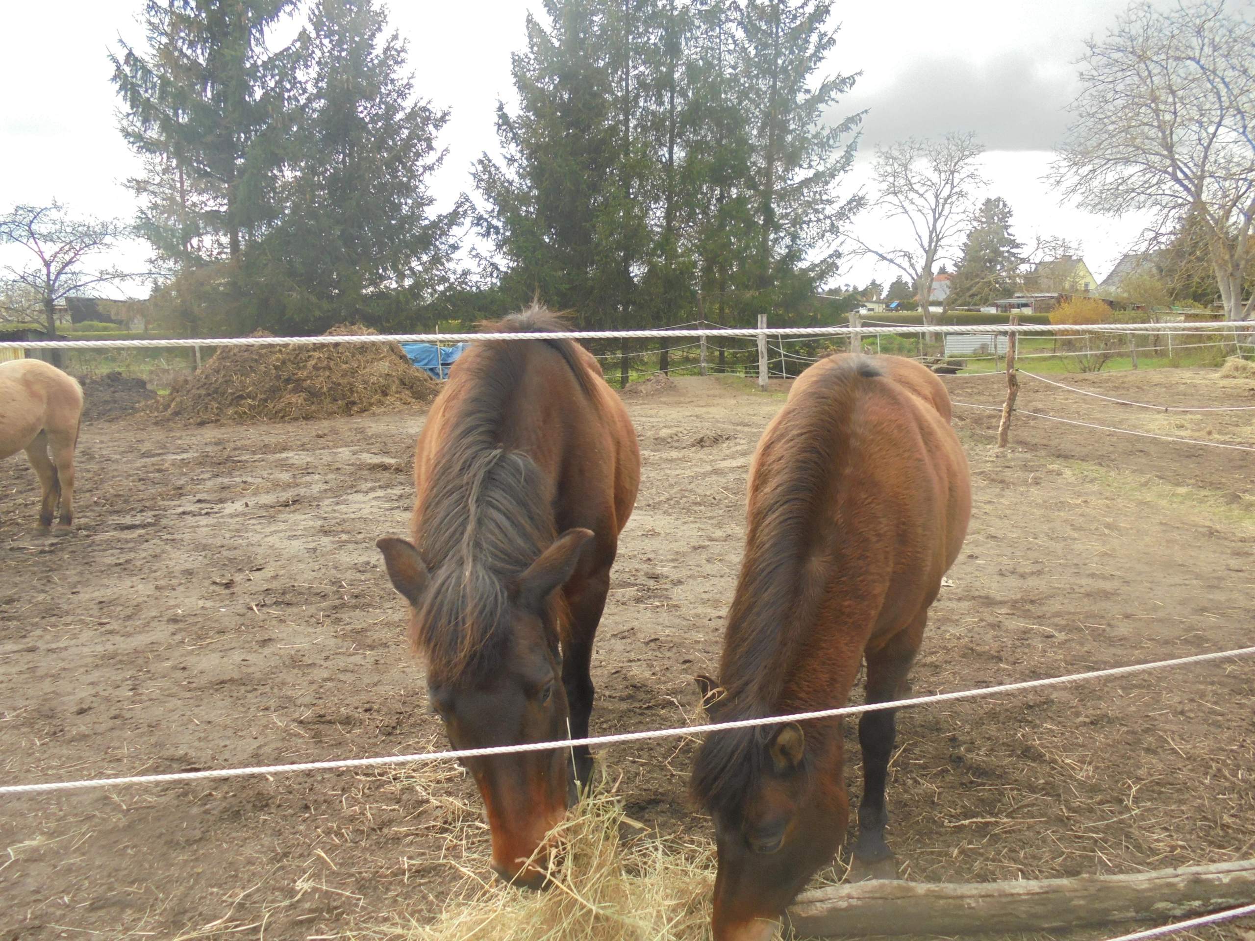 Wie viele Zentimeter darf ein Hengst größer sein, als die Stute, die zu ...