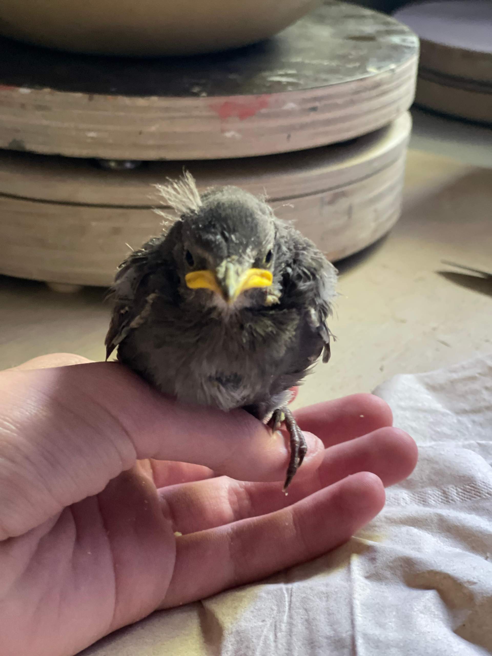 Wie wildert man einen Star (vogel) aus? (Tierarzt, Tierhaltung, Tierschutz)