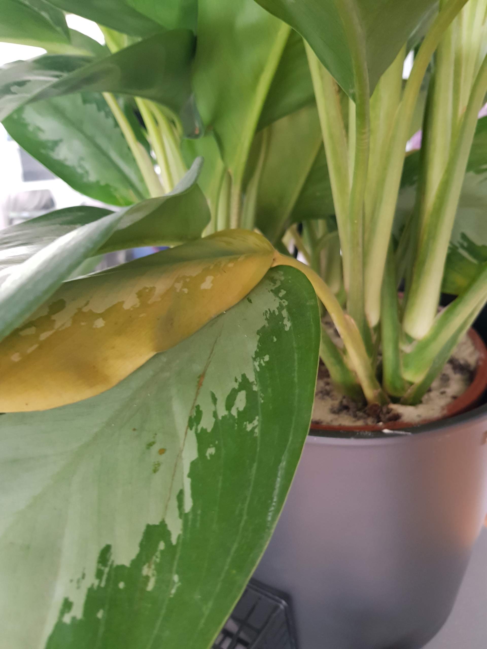 Aglaonema Gelbe Blatter