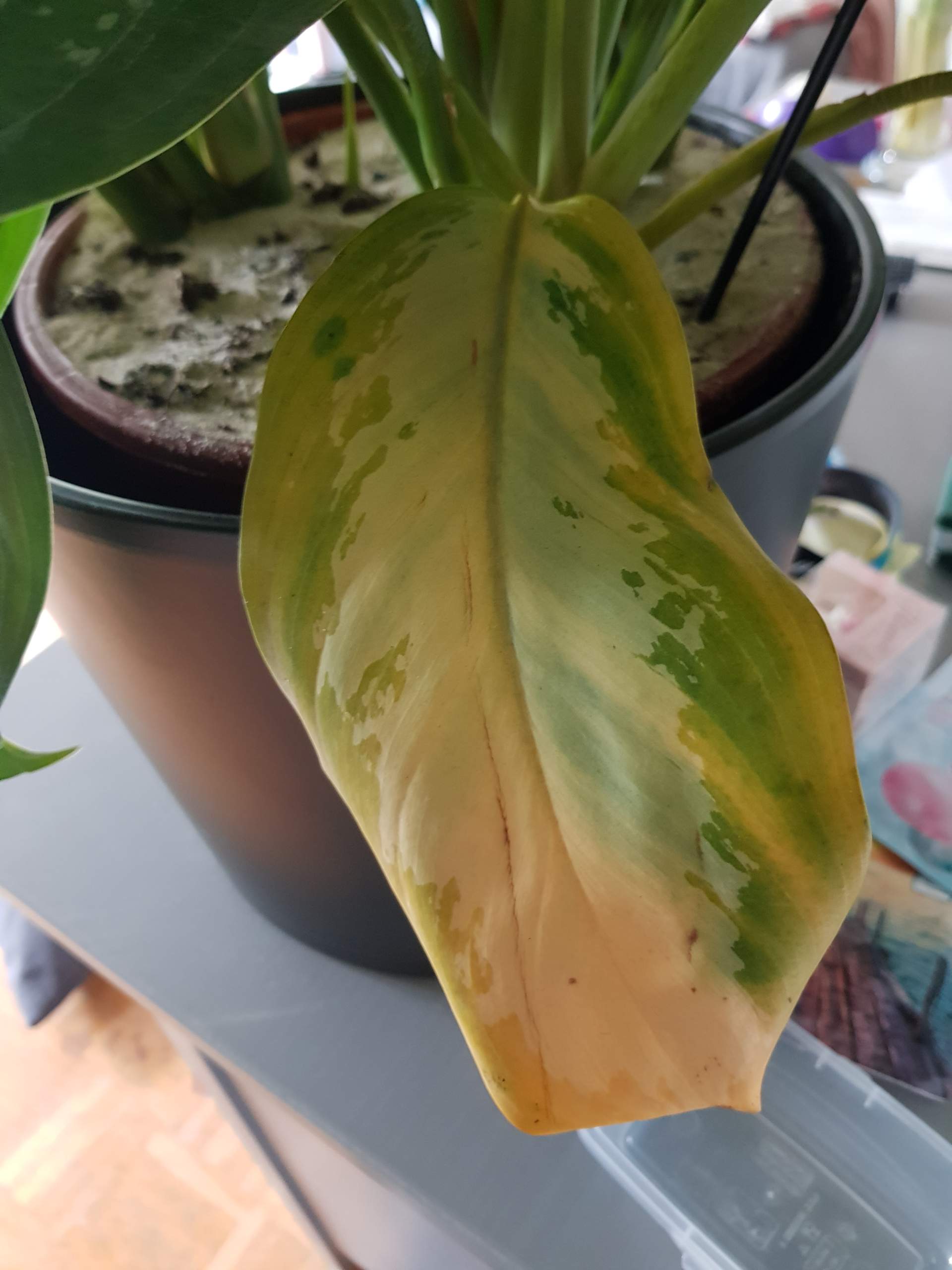 Aglaonema Gelbe Blatter