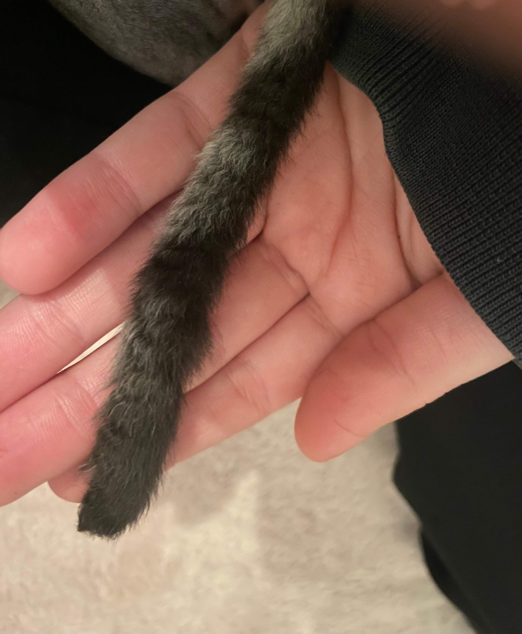 Wieso bekommt meine Sphynx Katze Haare? (Hauskatze, Fell, Katzenrasse)
