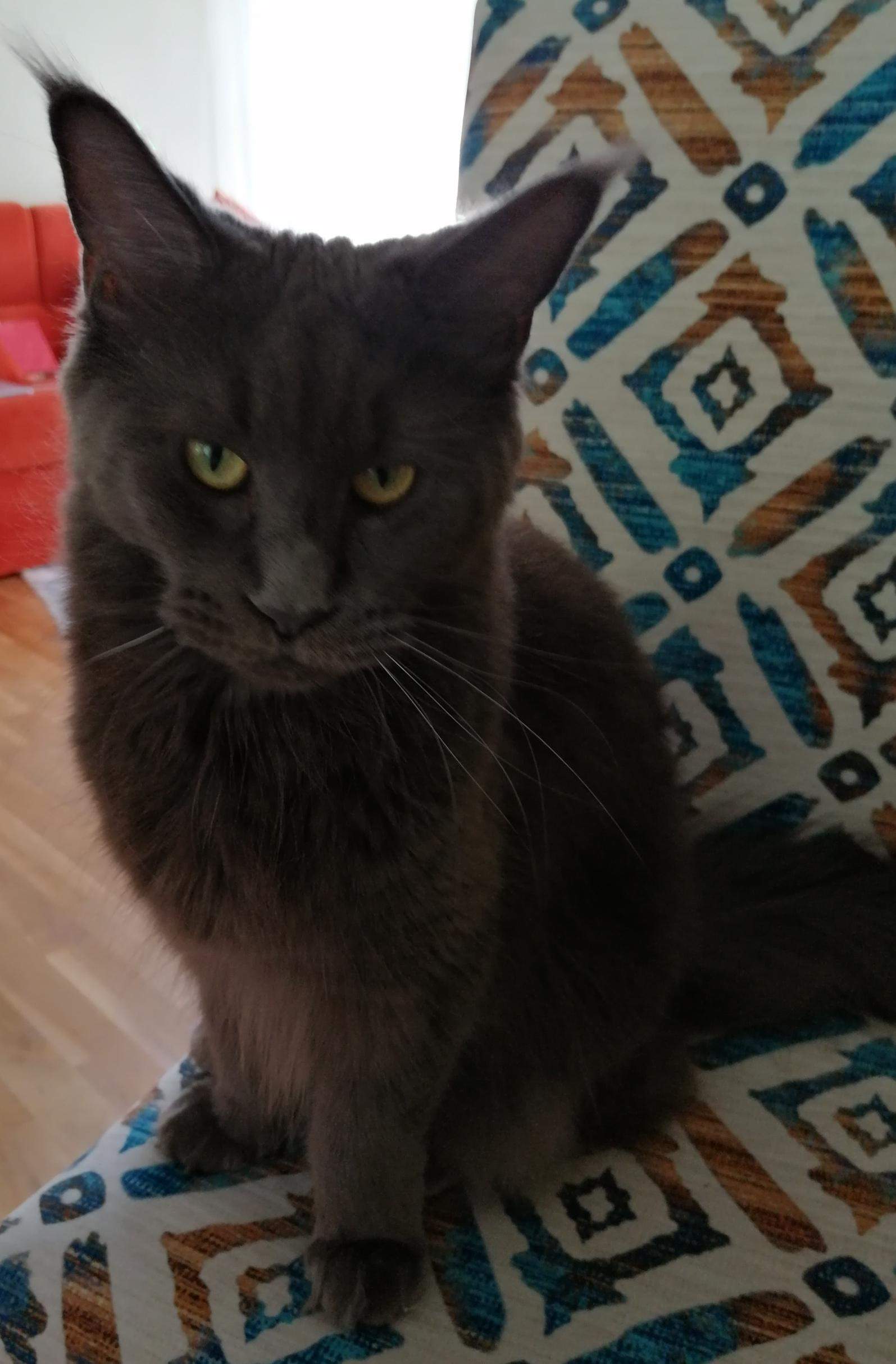 Wieso Guckt Meine Katze So Verzweifelt Liebe Tiere Haustiere