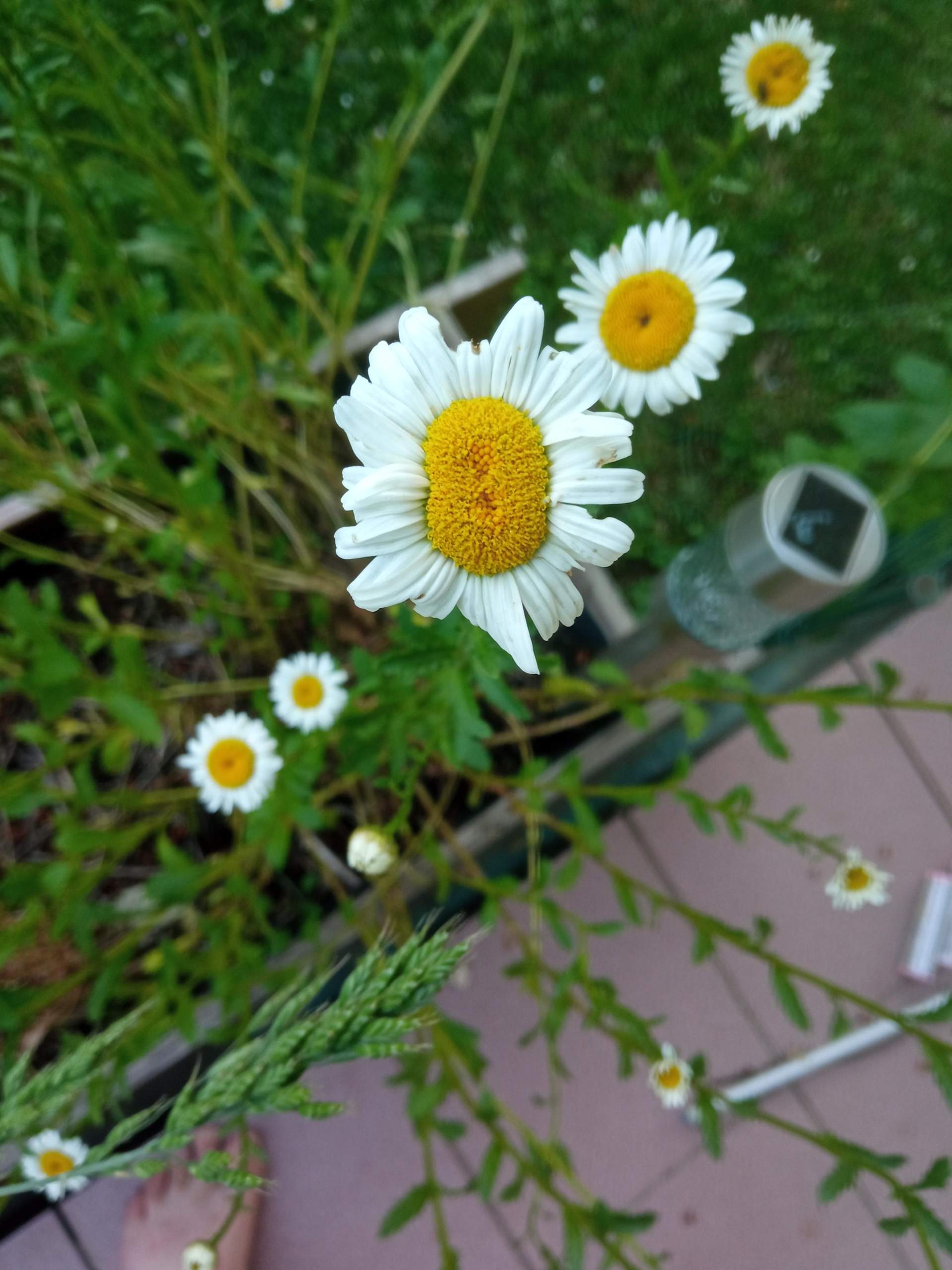 Wieso hat die Pflanze zwei Blüten die eine Blüte ergibt ? (Biologie ...