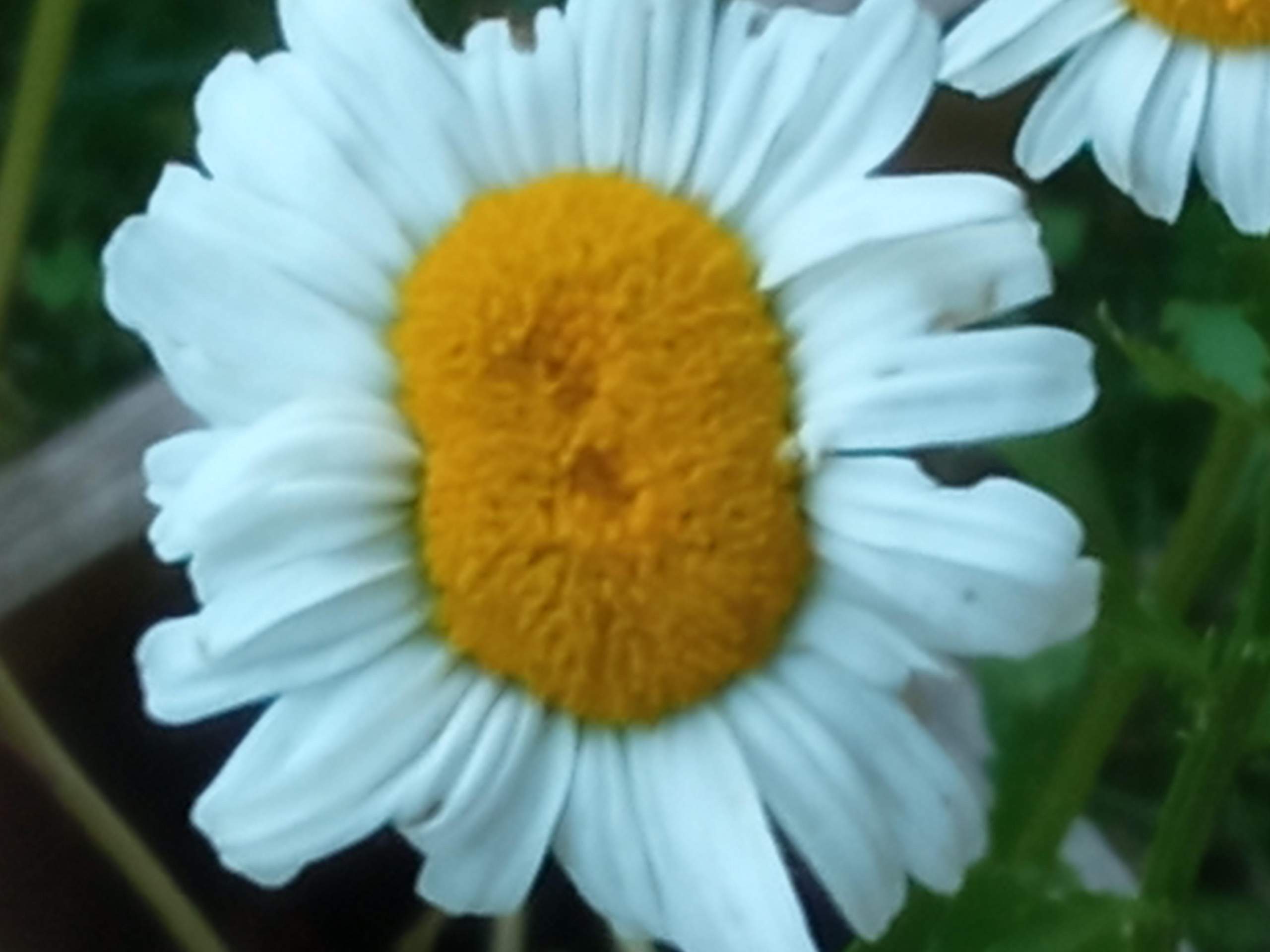 Wieso hat die Pflanze zwei Blüten die eine Blüte ergibt ? (Biologie ...