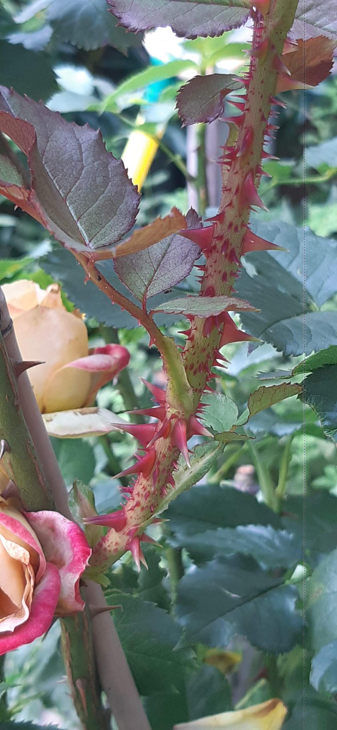 Wieso ist der trieb so mega voll mit stacheln? (Pflanzen, Rosen)