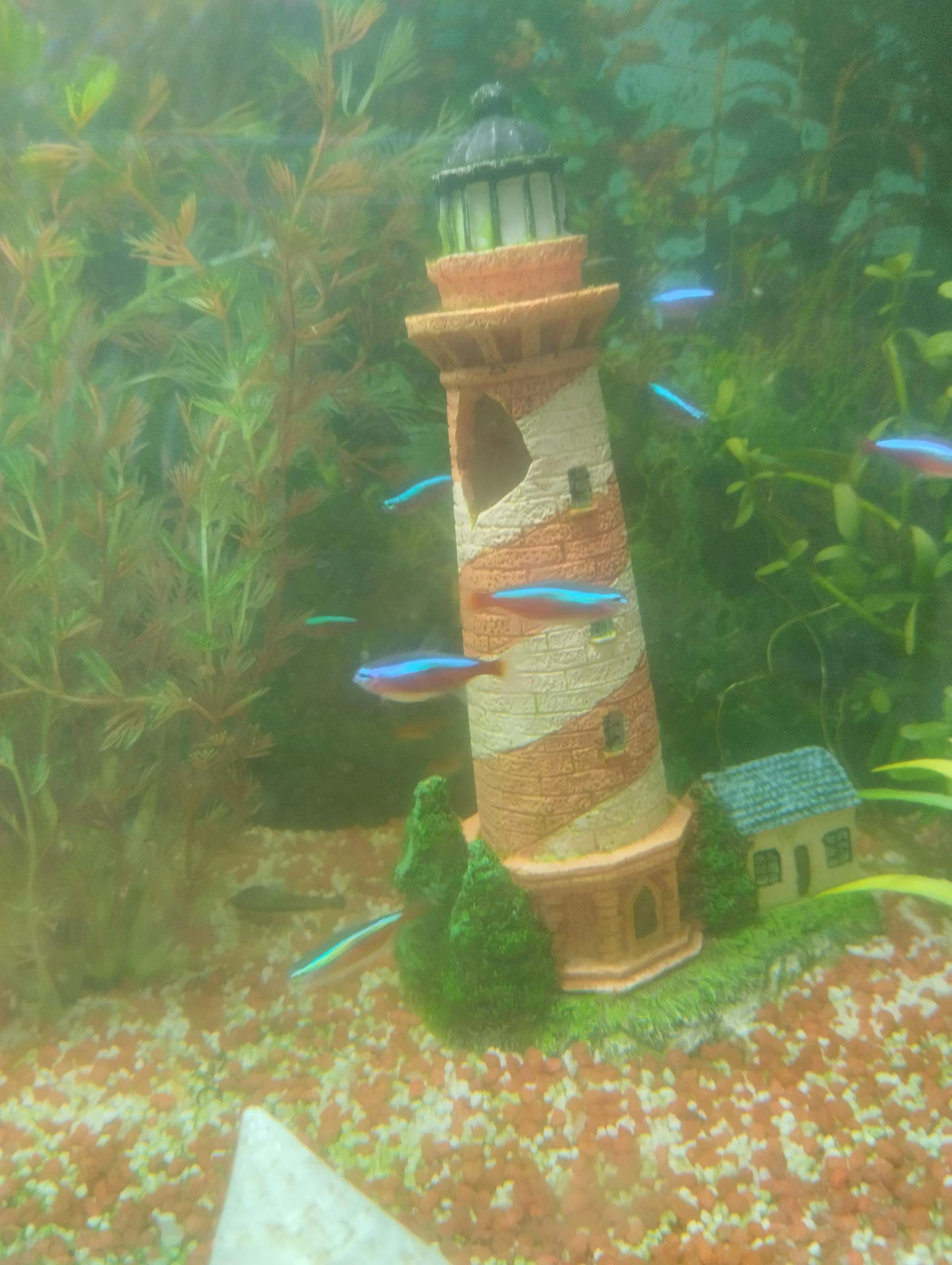 Wieso ist mein Fisch "mächtiger"als die anderen? (Aquarium, Aquariumfische)