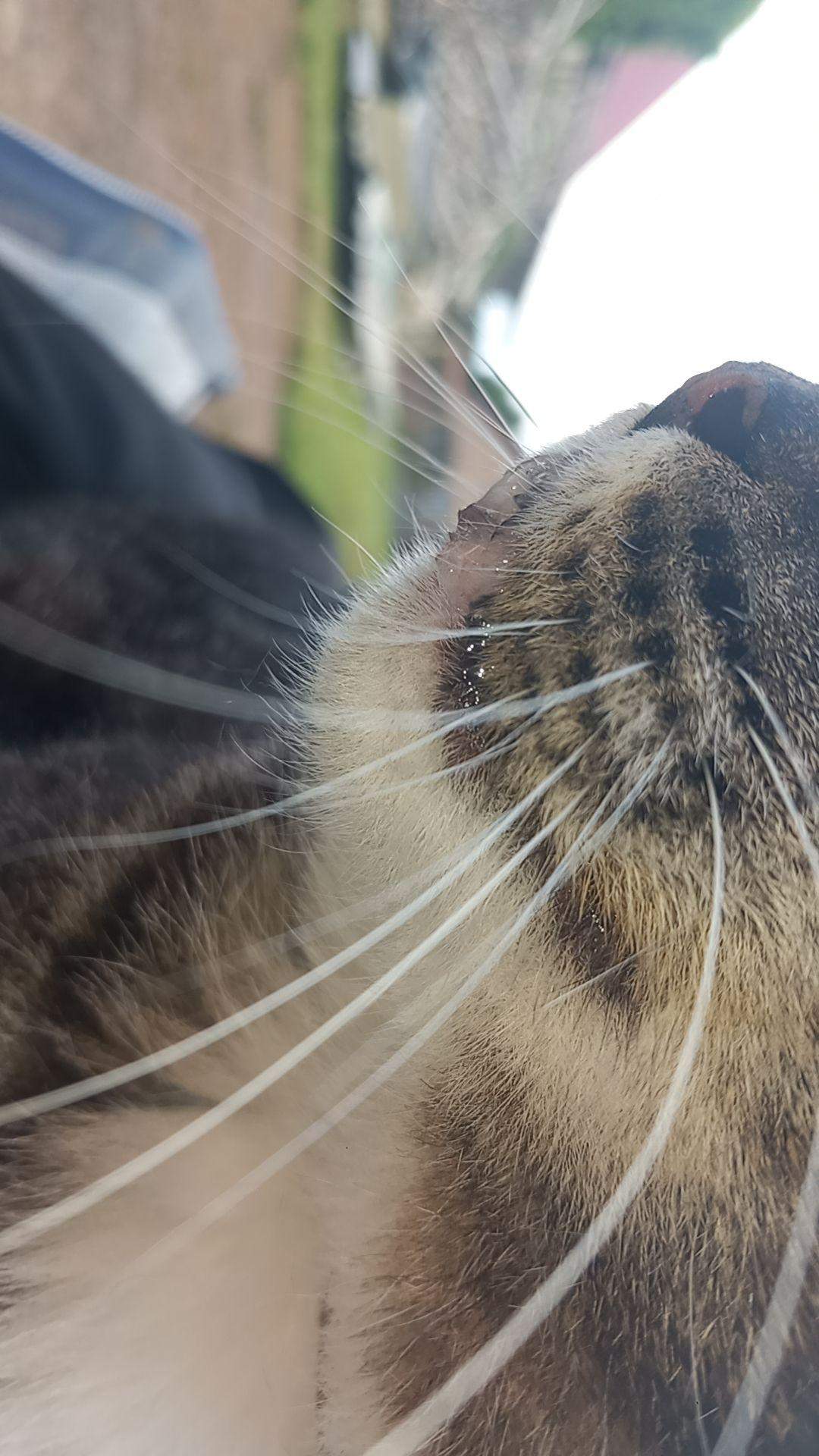 Wieso läuft Sabber aus dem Mund meiner Katze? (Zähne, Kater, Tiermedizin)