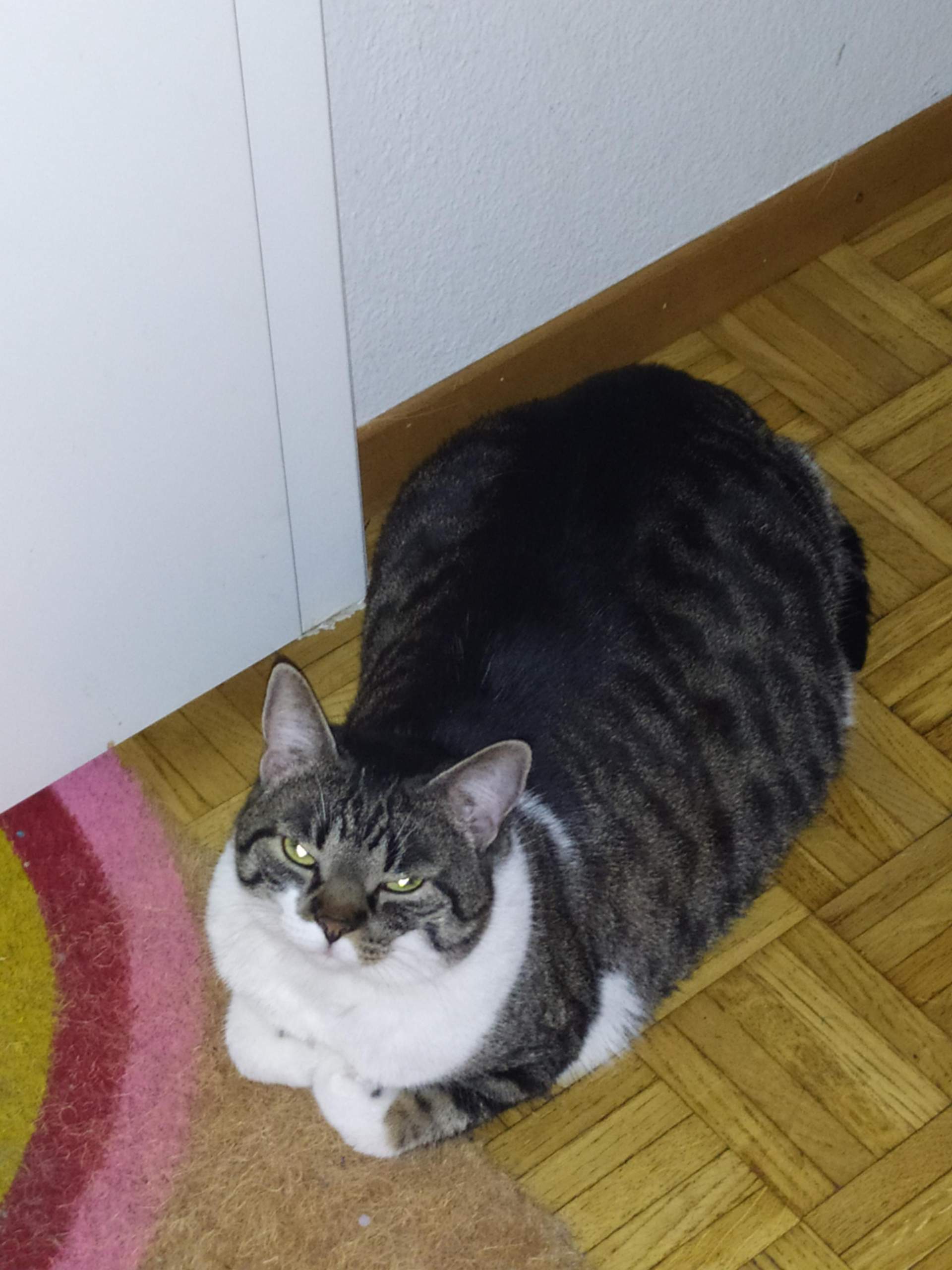 Wieso sitzt meine Katze bei Gut 35 Grad draussen auf dem Balkon ...