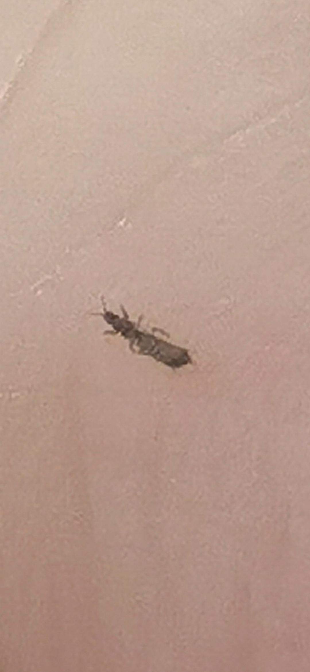 Winzigste schwarze Tierchen'? (Insekten, Parasiten)