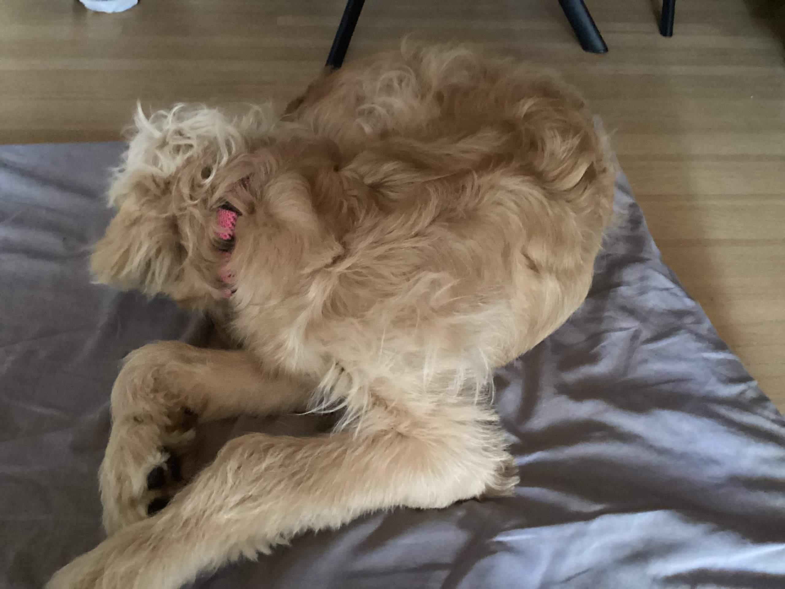 Wird das Fell meines Golden doodle noch lockig? (Haare, Rasse, Hunderasse)