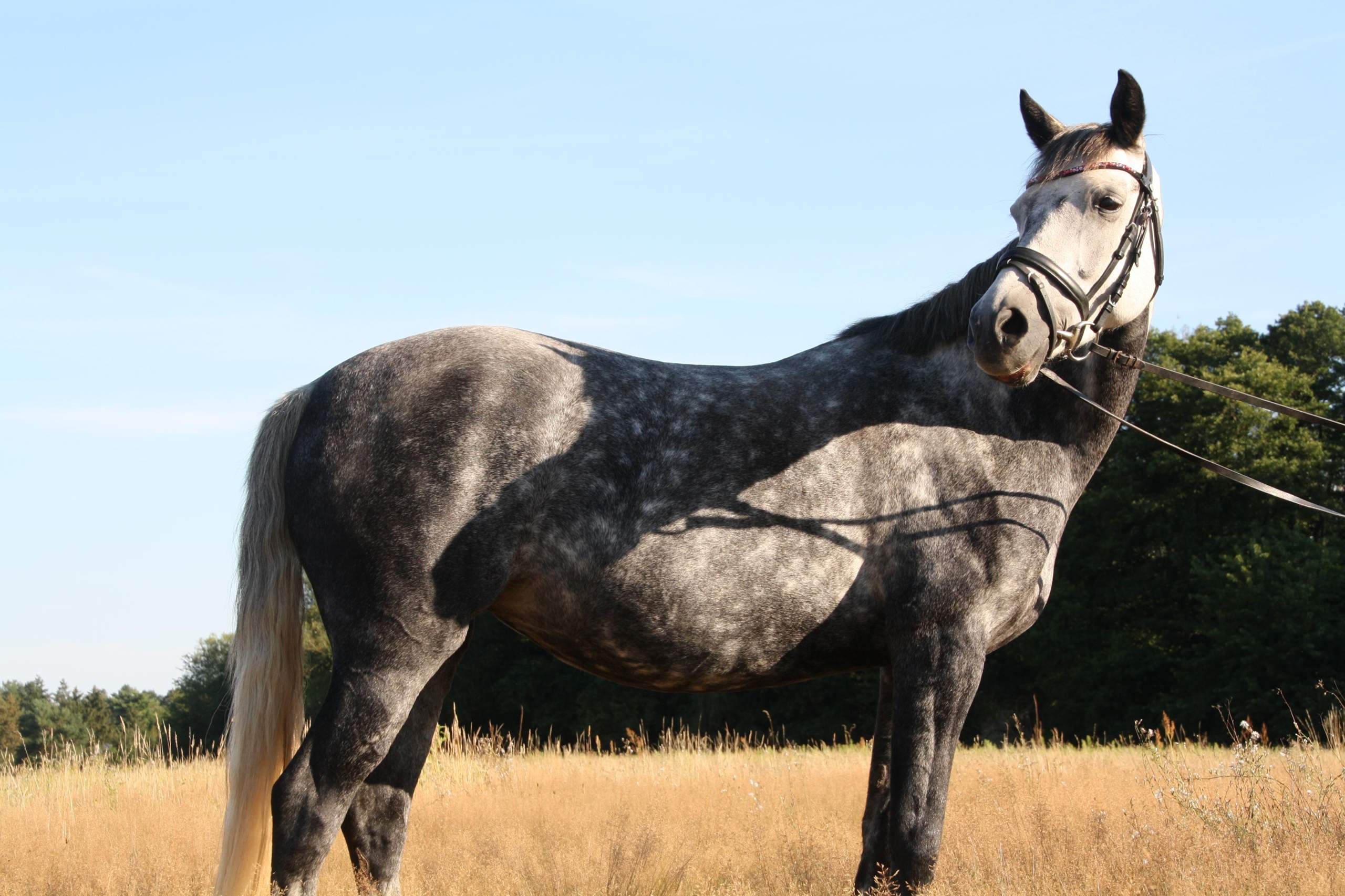Wird mein Apfelschimmel jemals komplett weiß? (Pferd, Reiten, Schimmel)