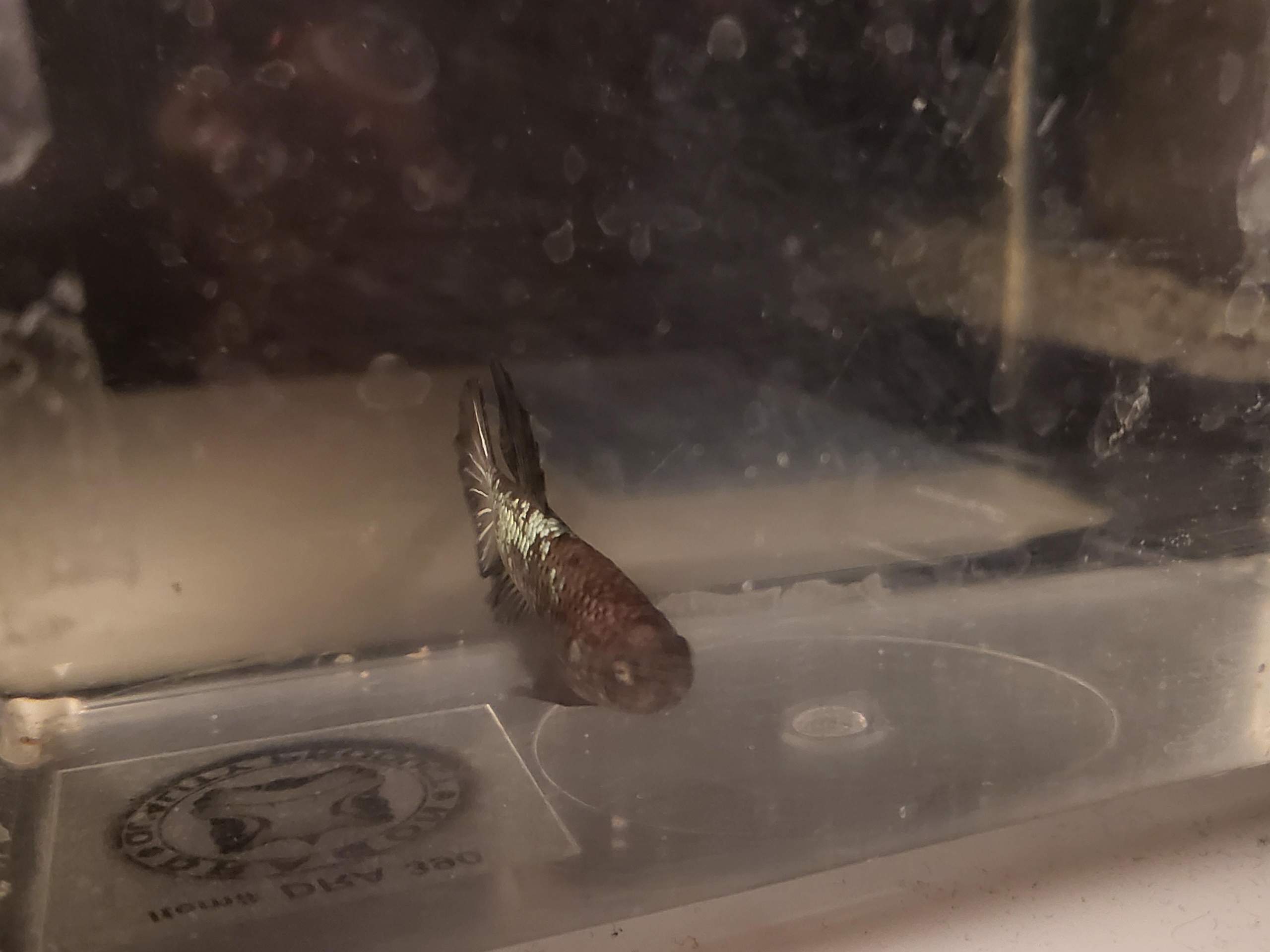 Wird mein Betta blind? (Fische, Aquarium, Aquaristik)