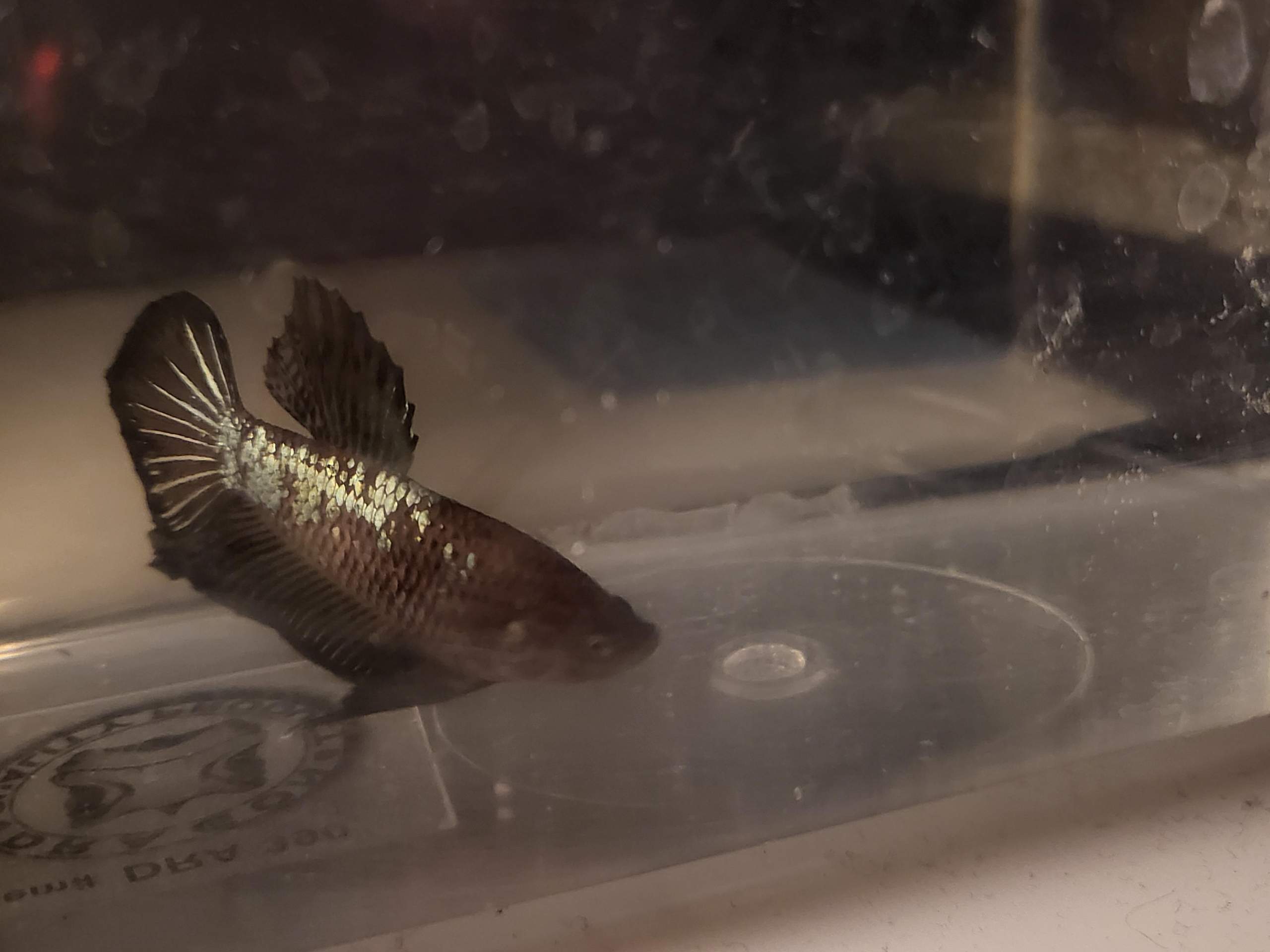 Wird mein Betta blind? (Fische, Aquarium, Aquaristik)