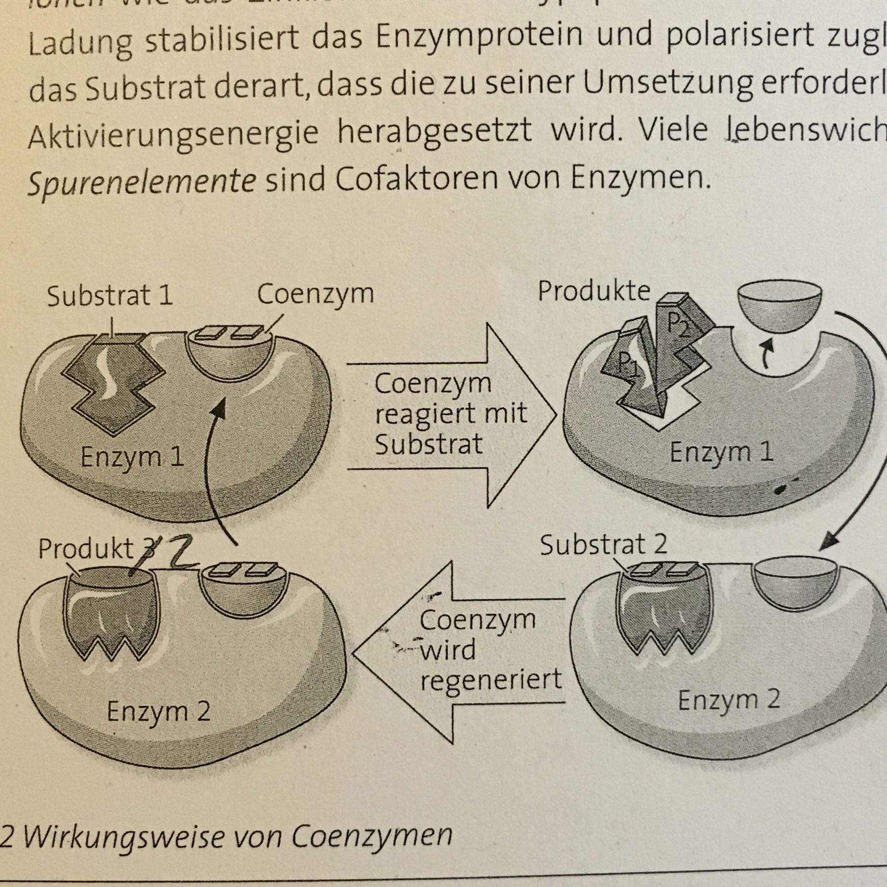 Wirkungsweise von Coenzymen erklären? (Schule, Biologie, Erklärung)