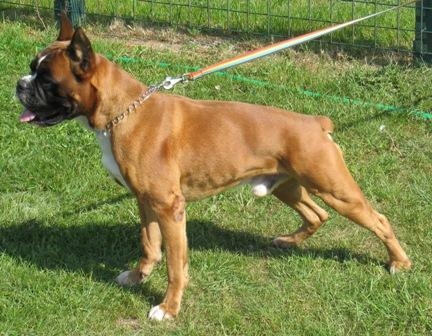 Woher bekomme ich einen Boxer Hund? (Tiere)