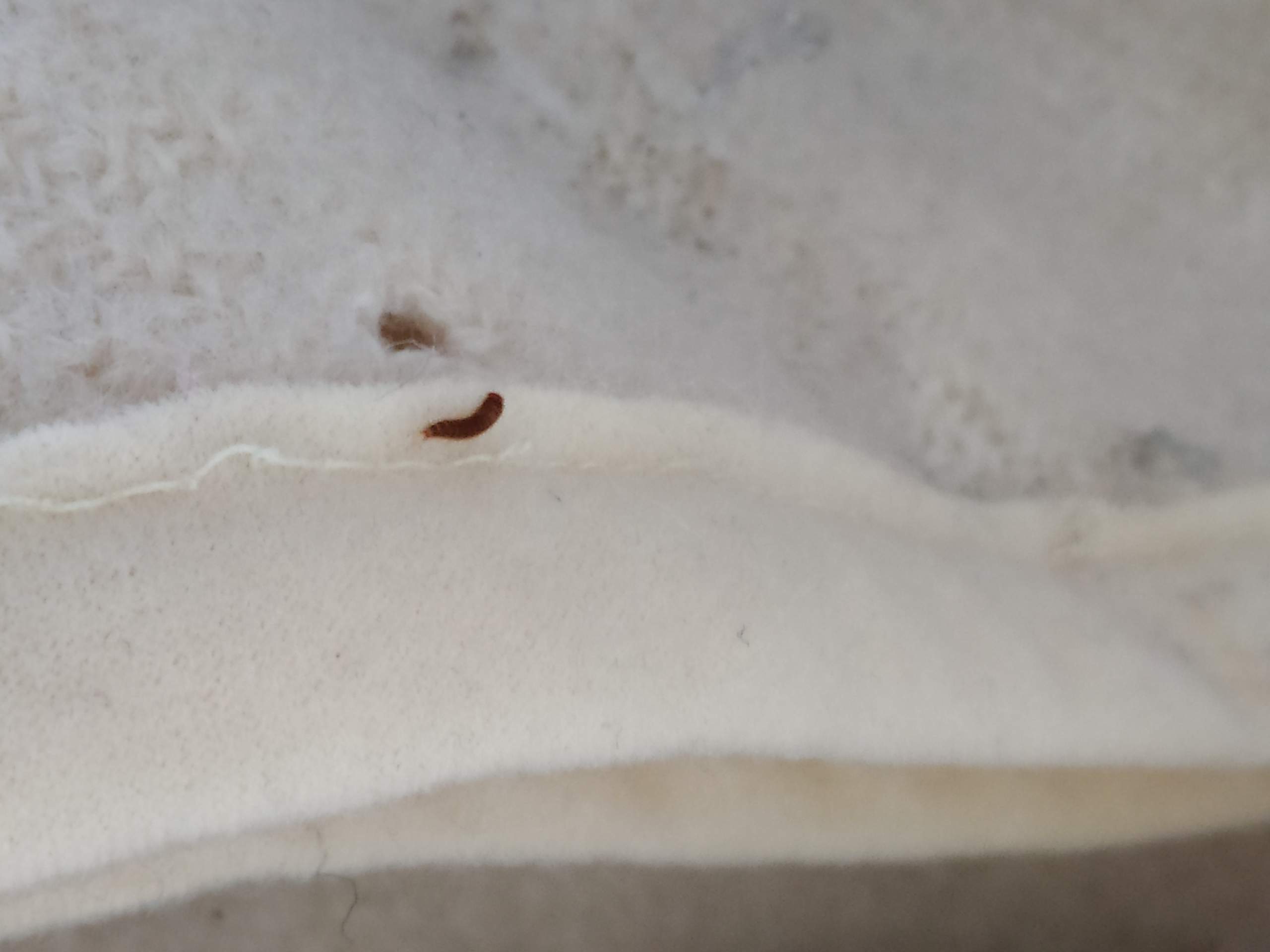 Was sind das für Larven unter meinem Bett? (Insekten, Insektenstich ...