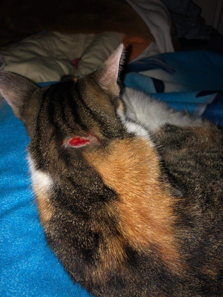 Wunde die immer wieder kommt? (Katze, Tierarzt)