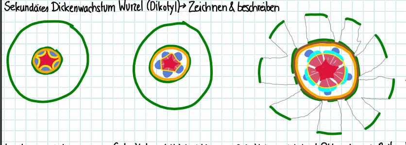 Wurzel sekundäres Dickenwachstum? (Biologie, Pflanzen, Garten)