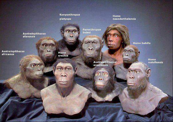 Wusstet ihr, dass Homo Sapiens die letzte überlebende Menschenspezies ...