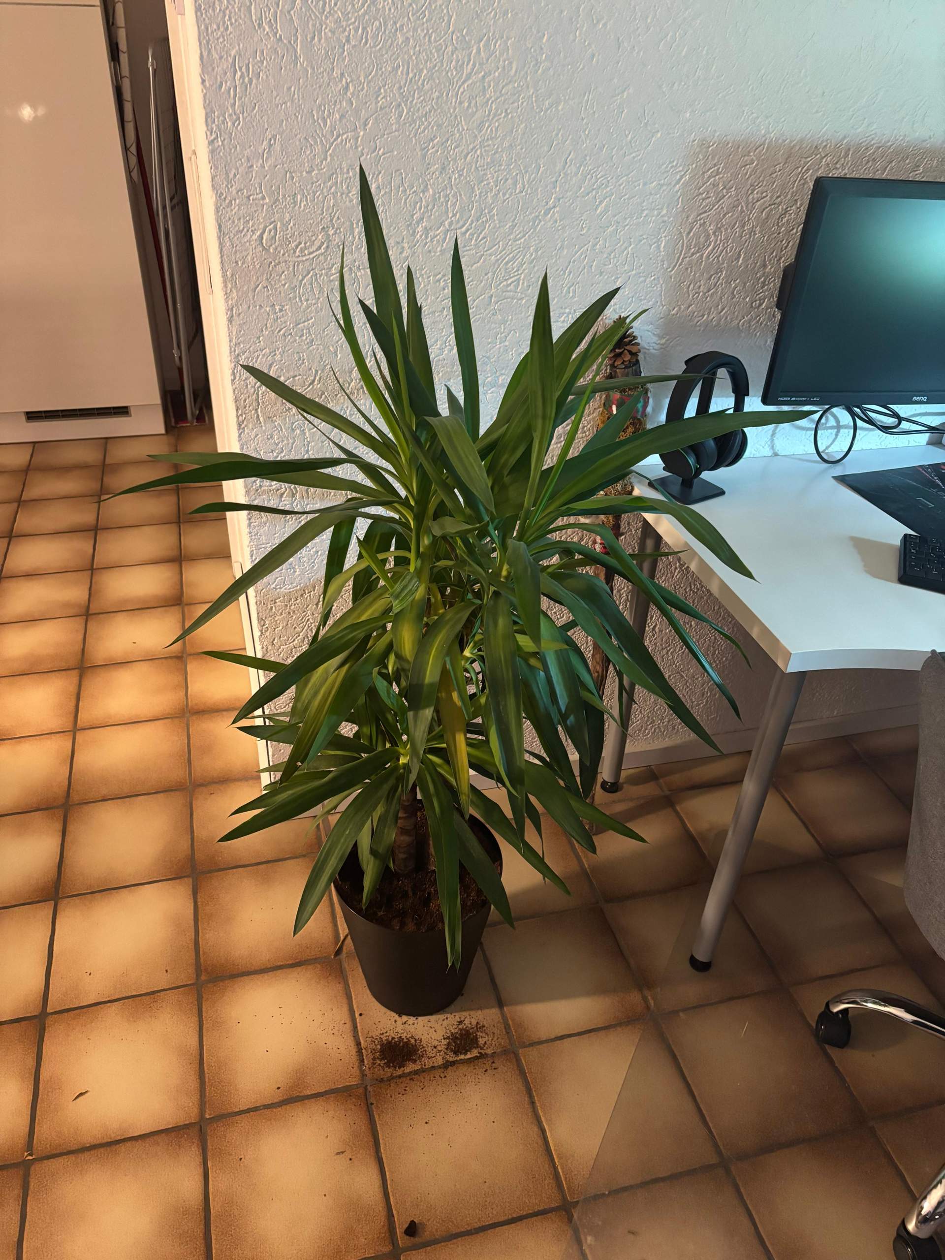 Ikea Yucca Palme