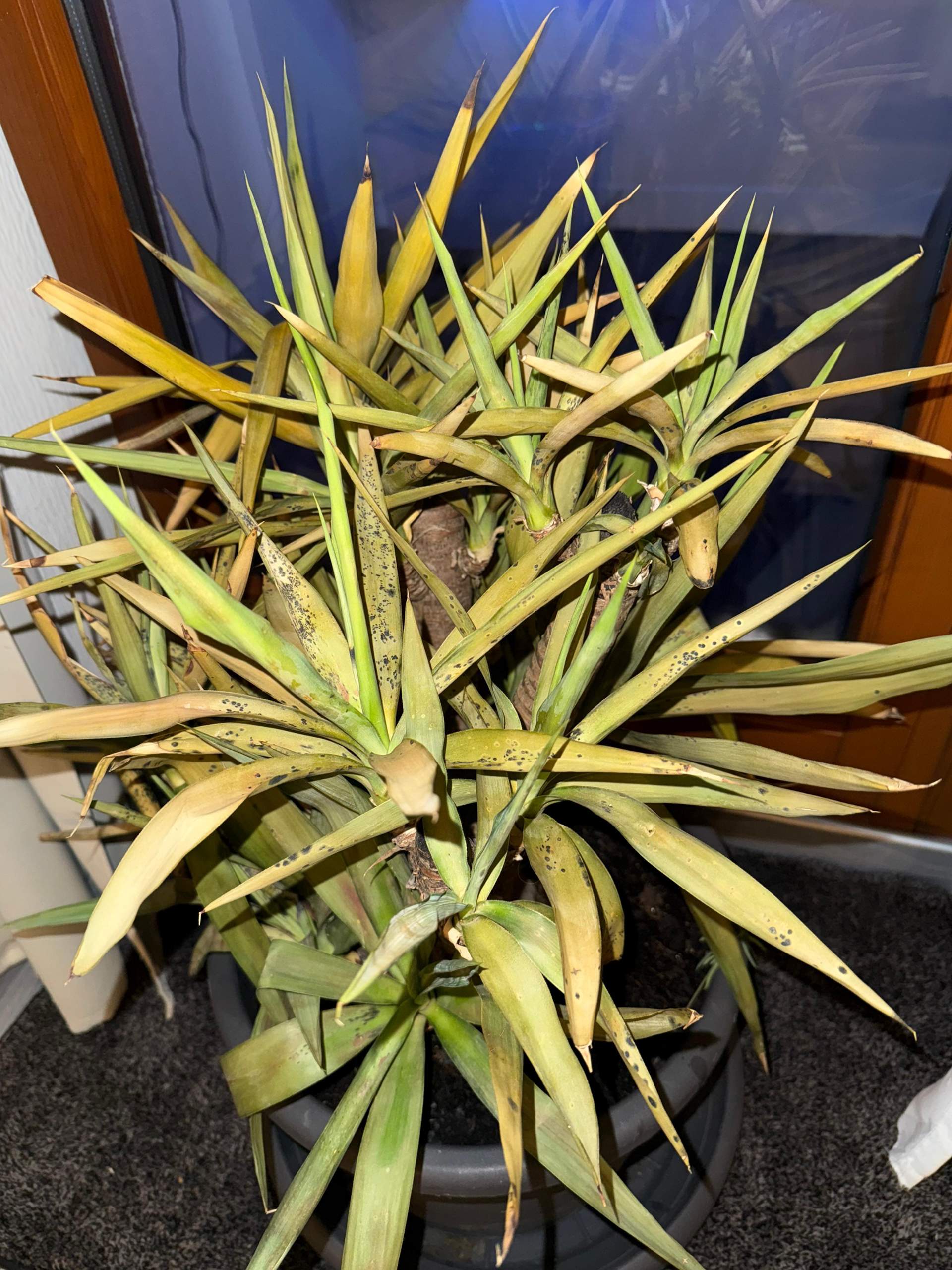 Yucca Palme Wchst Schief
