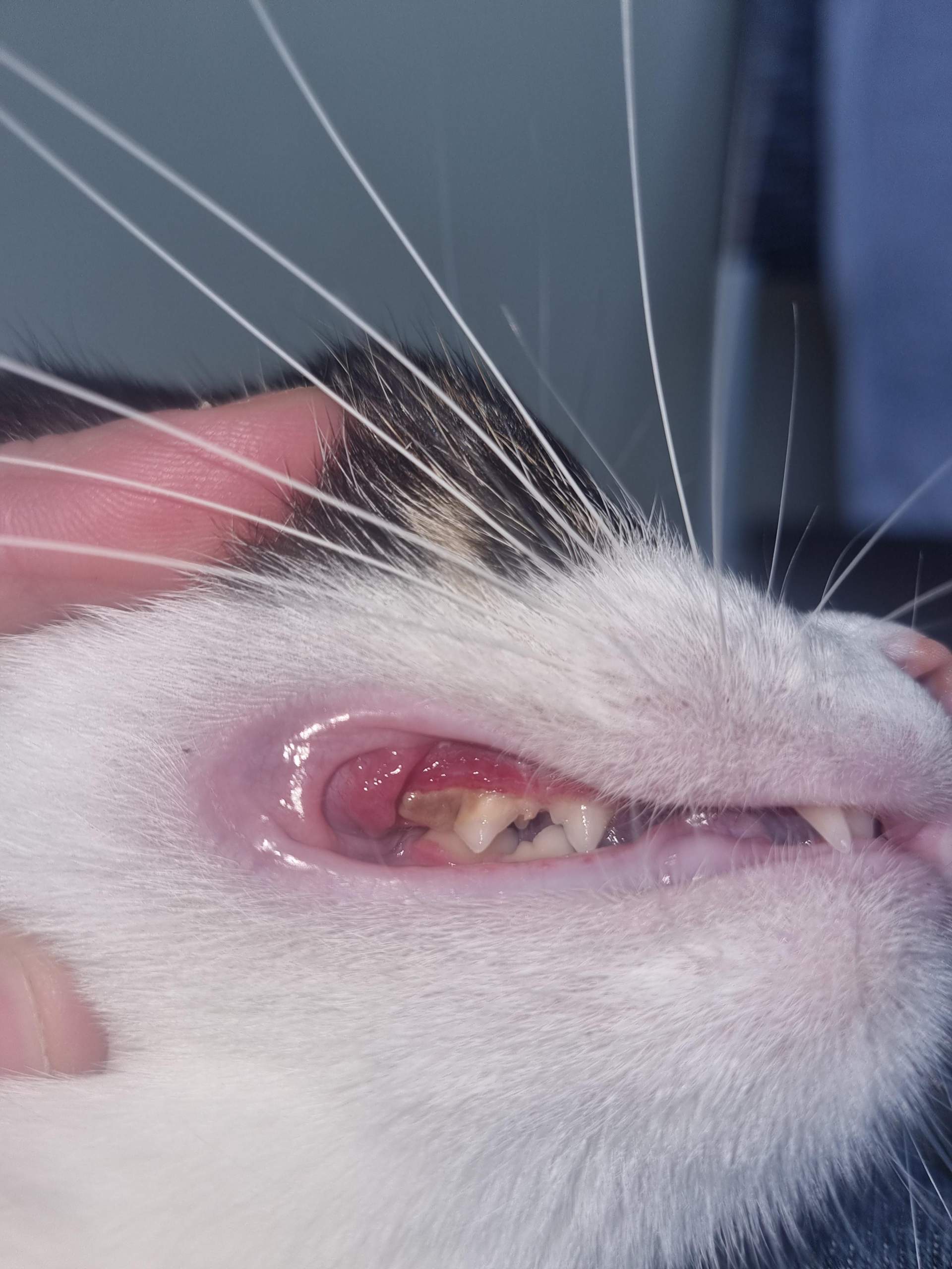 Zähne meiner Katze besorgniserregend? (Katzenhaltung, Zahnfleisch ...