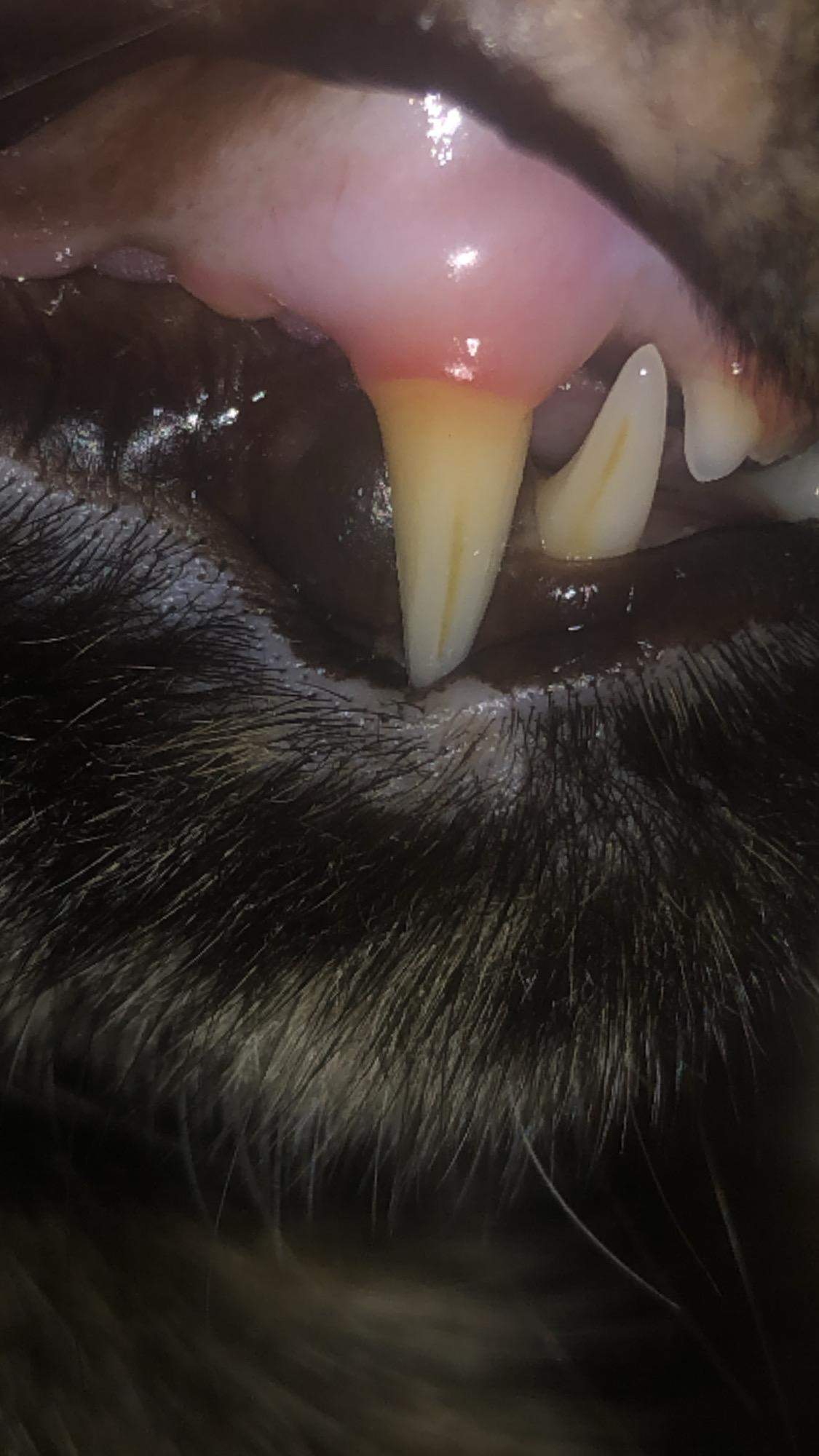 Zahnfleisch katze? (Zähne, Tierarzt, Tiermedizin)