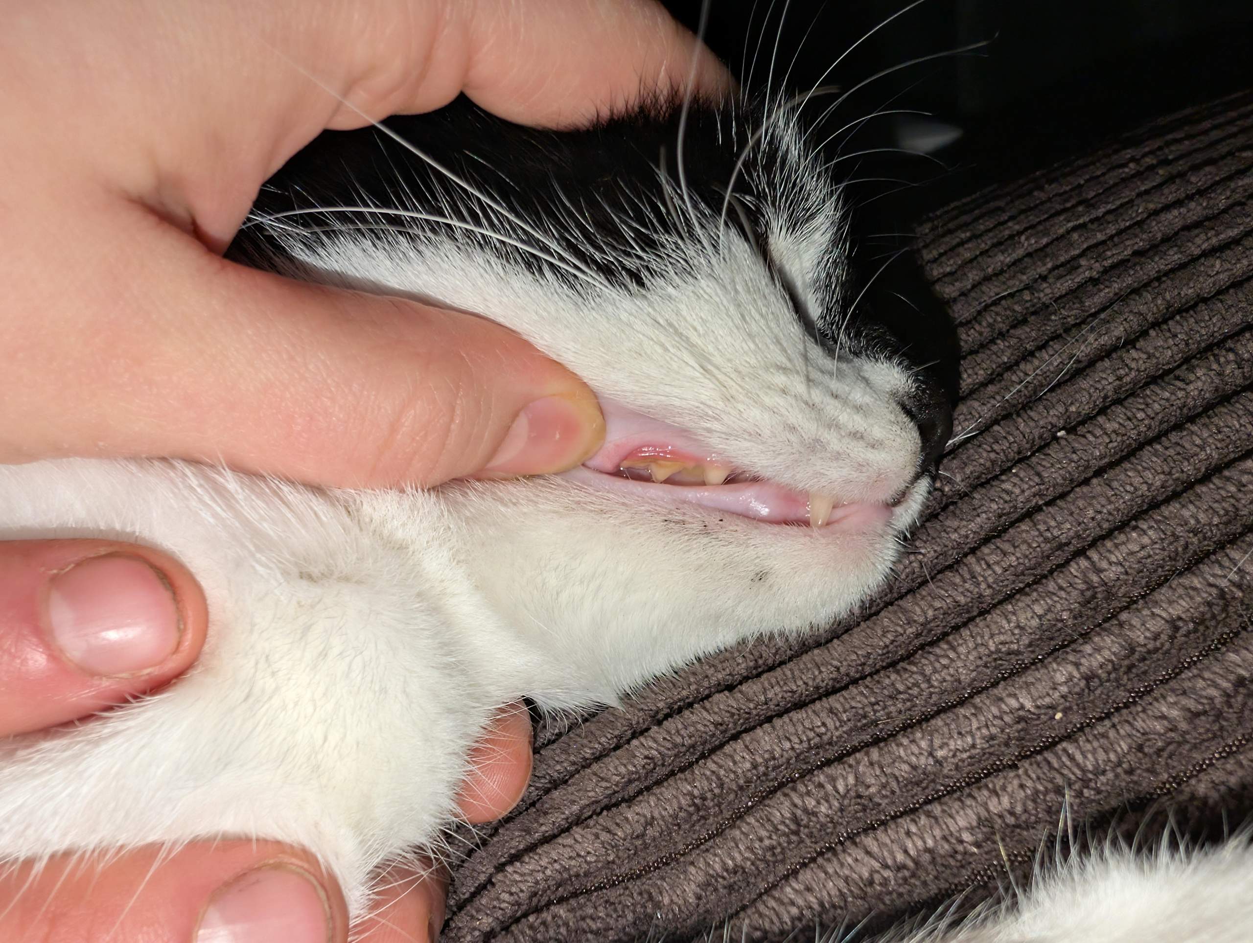 Uringeruch Katze Entfernen