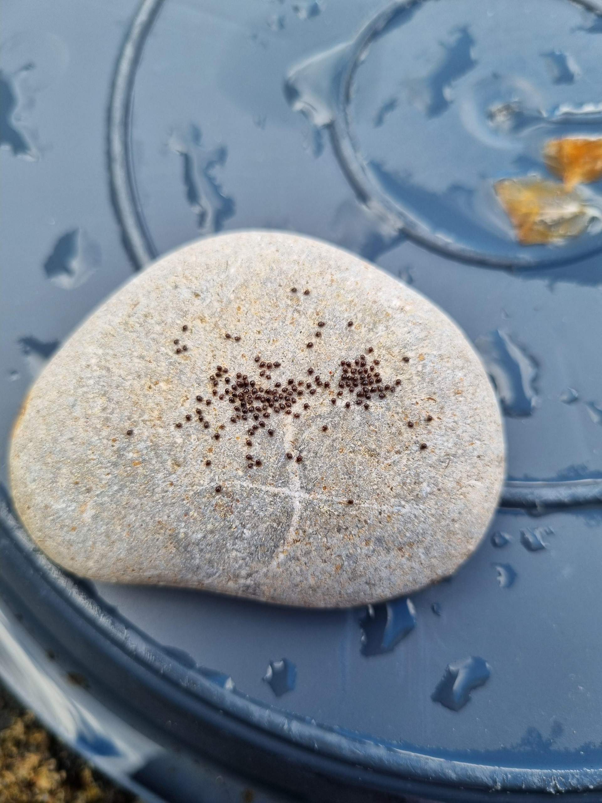 Zecken? (Insekten, Schädlinge, Parasiten)