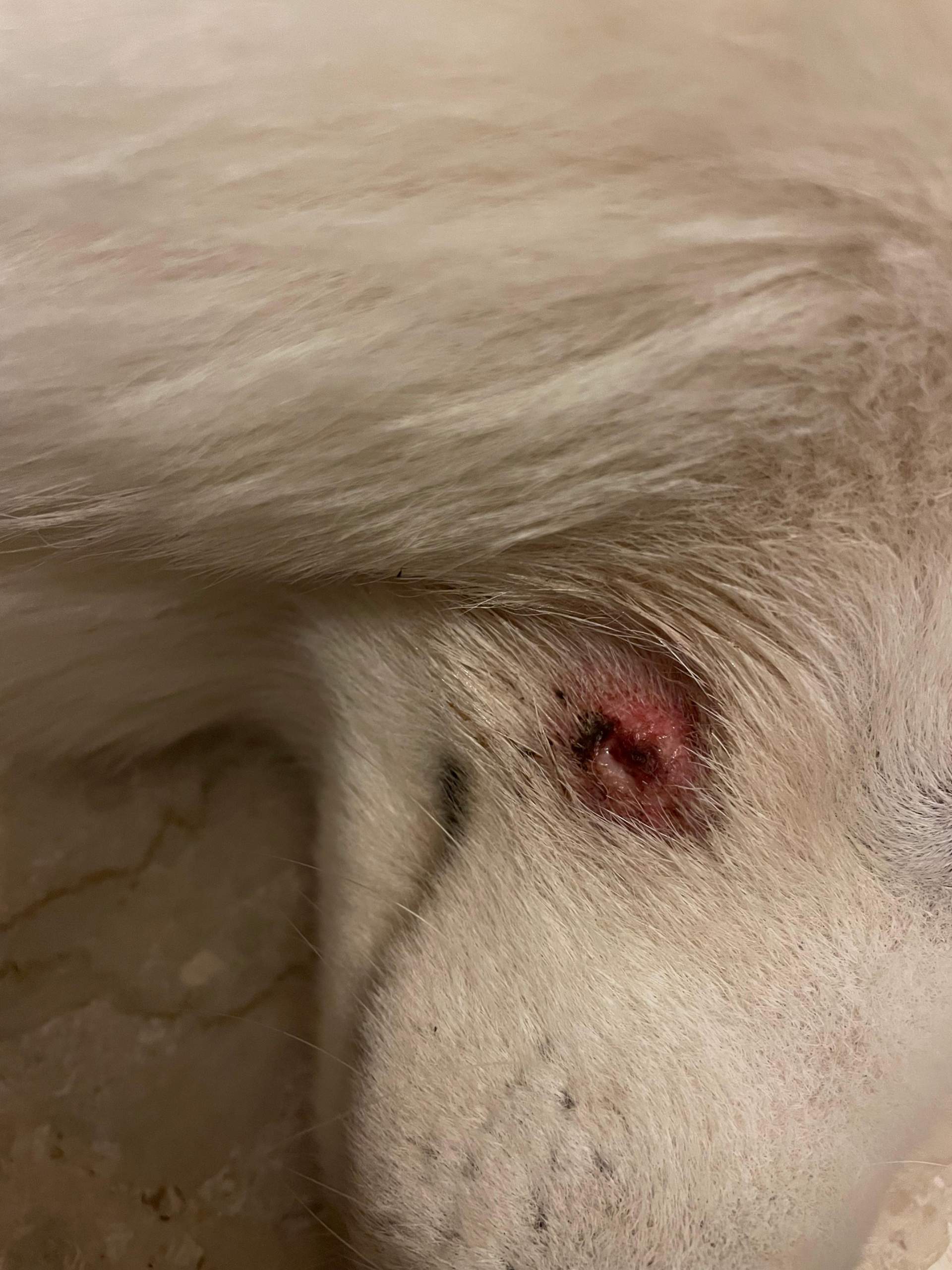 Zeckenbiss Hund (Eiter)? (Gesundheit, Katze, Tierarzt)