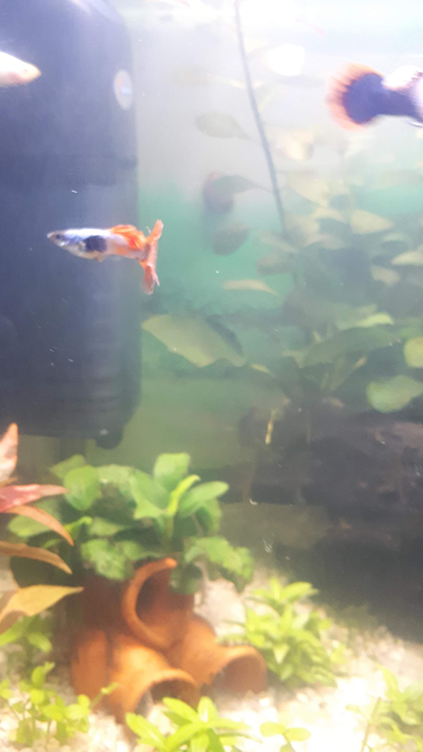 Zerrissene Schwanzflosse bei Guppy Männchen? (Krankheit, Wasser, Aquarium)