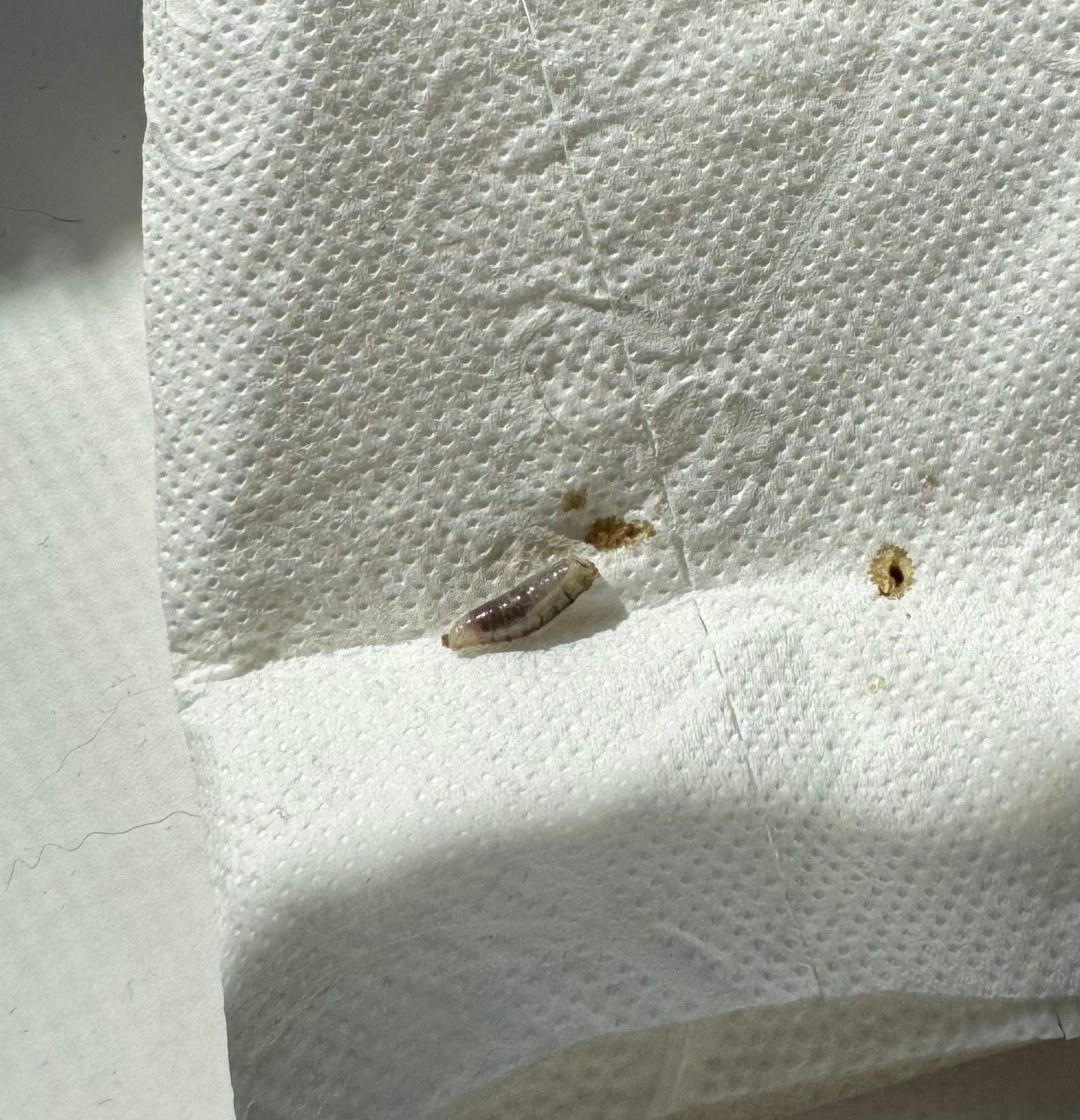 Zu welchem Insekt gehört diese Made? (Insekten, Würmer, Parasiten)
