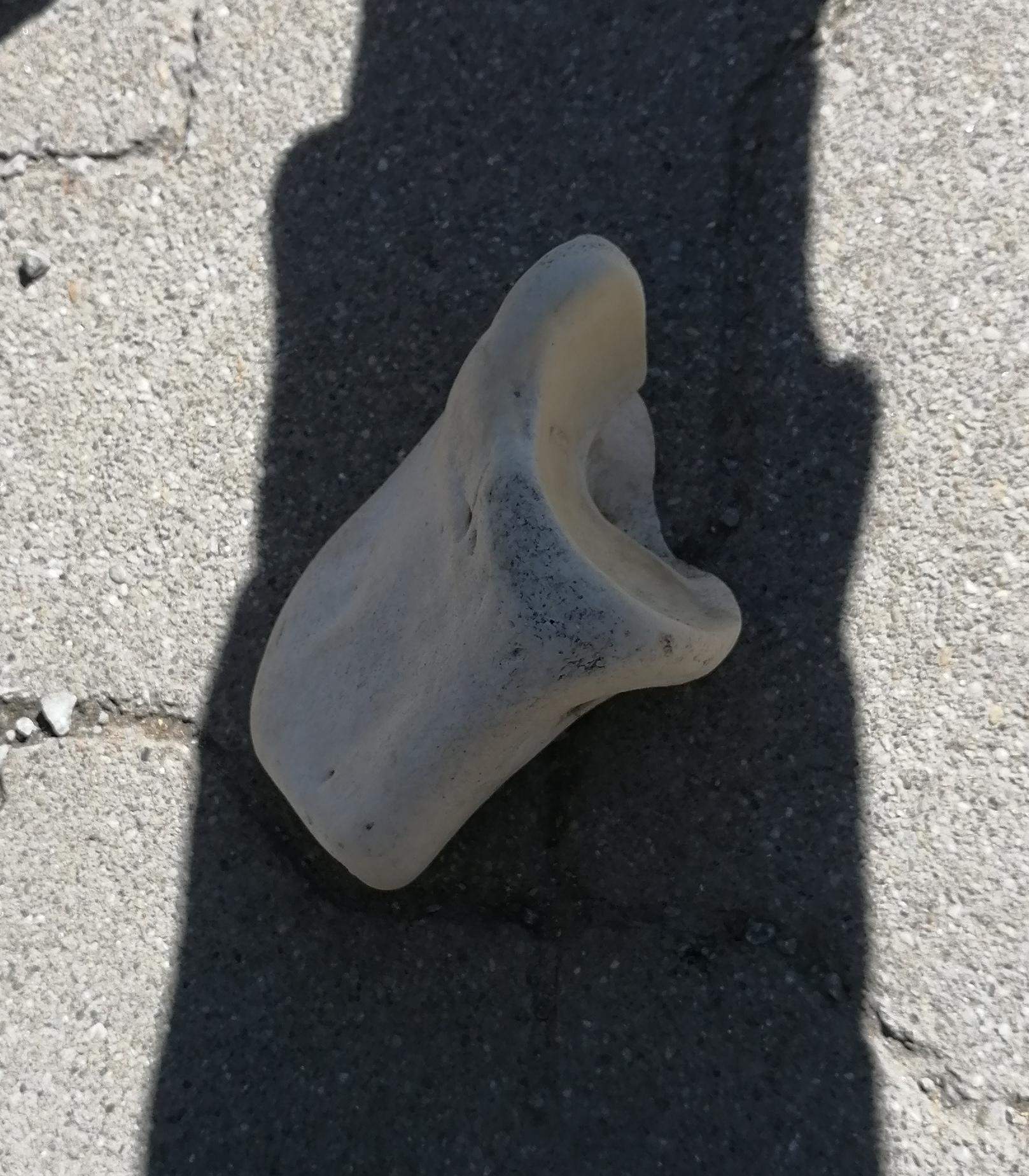 Zu welchem Tier gehört dieser Knochen ? (Tiere)